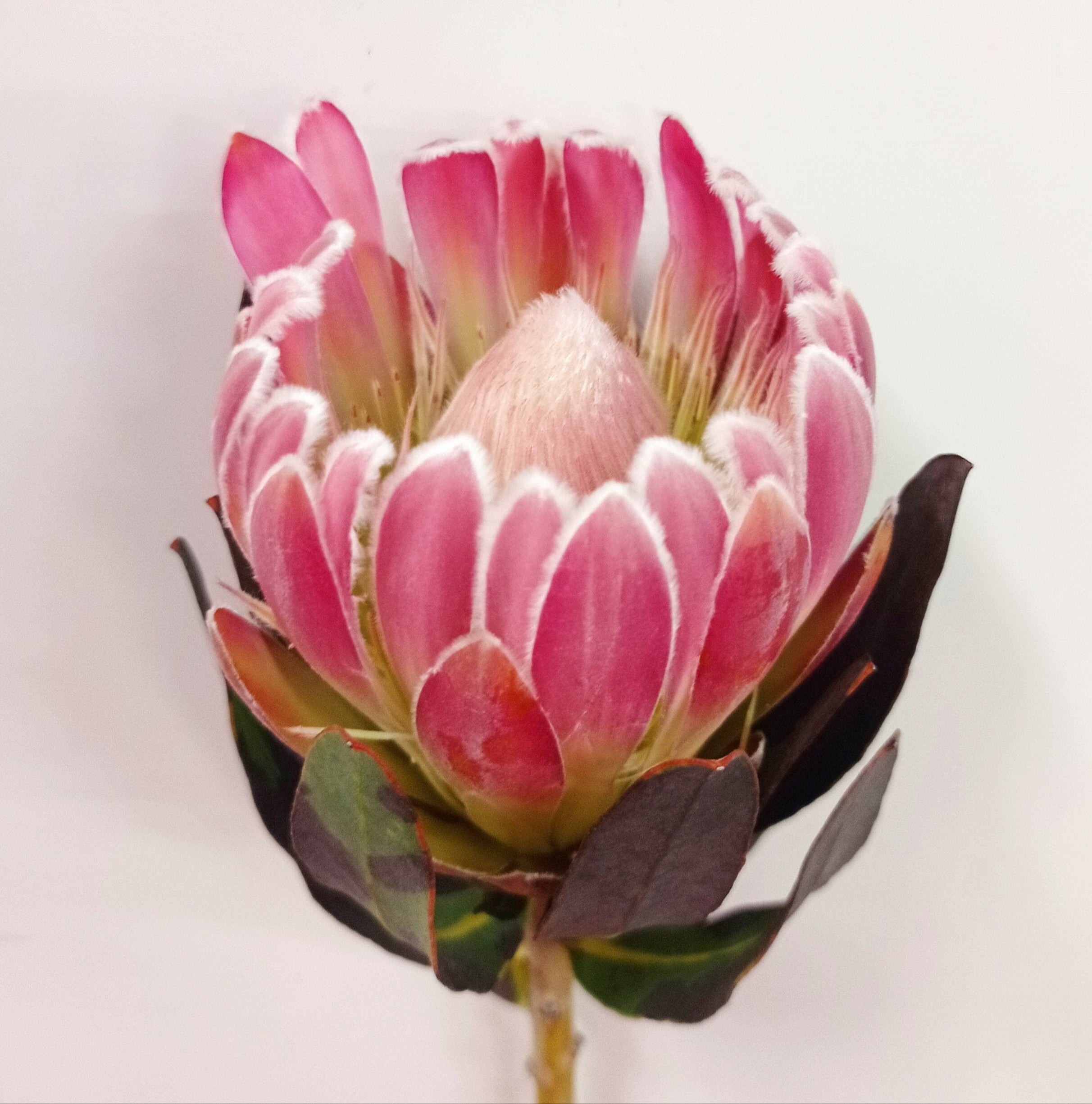 Protea Brenda (Imported) - 1 Stem