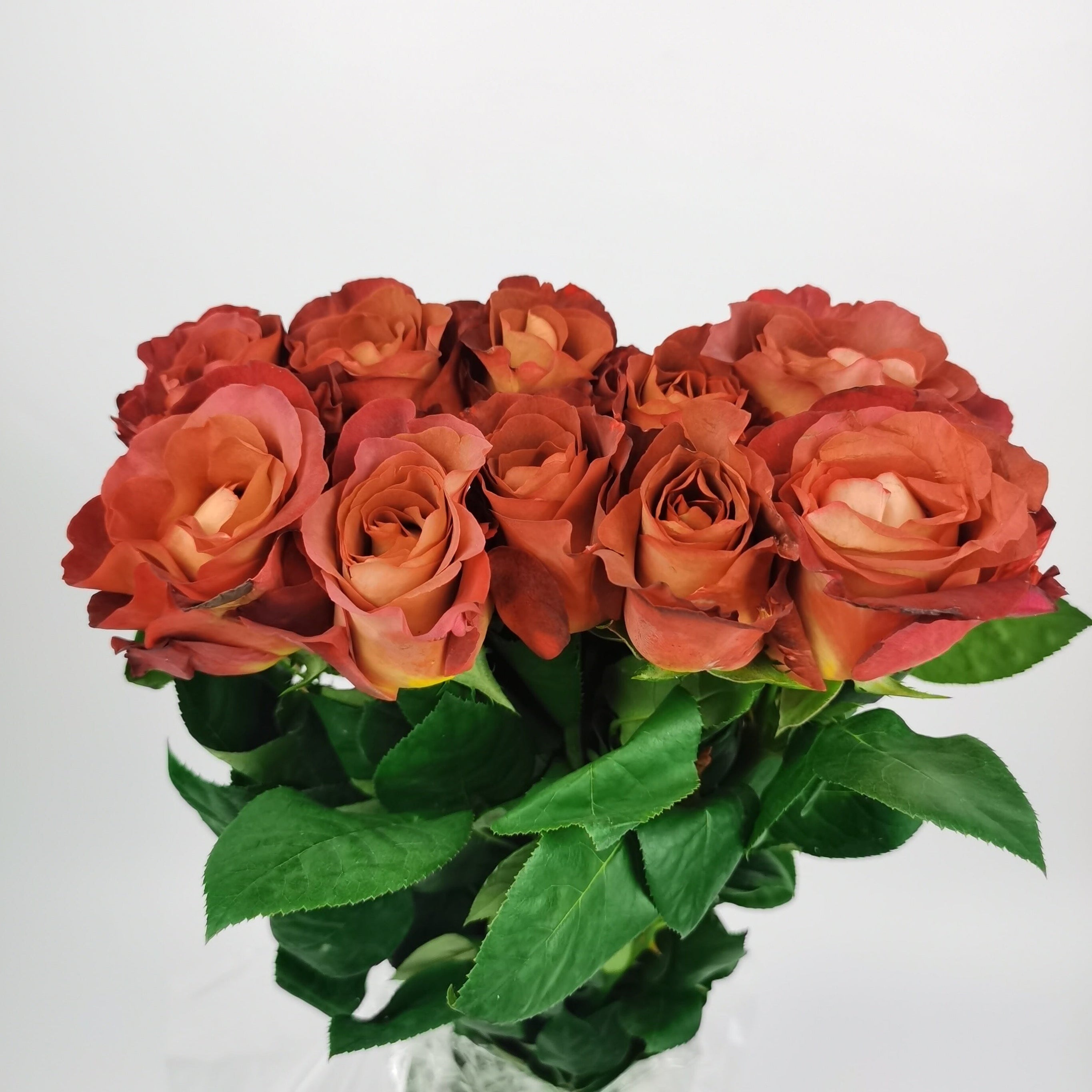 Rose (Imported) - Coffee Break Brown Orange [10 Stems]
