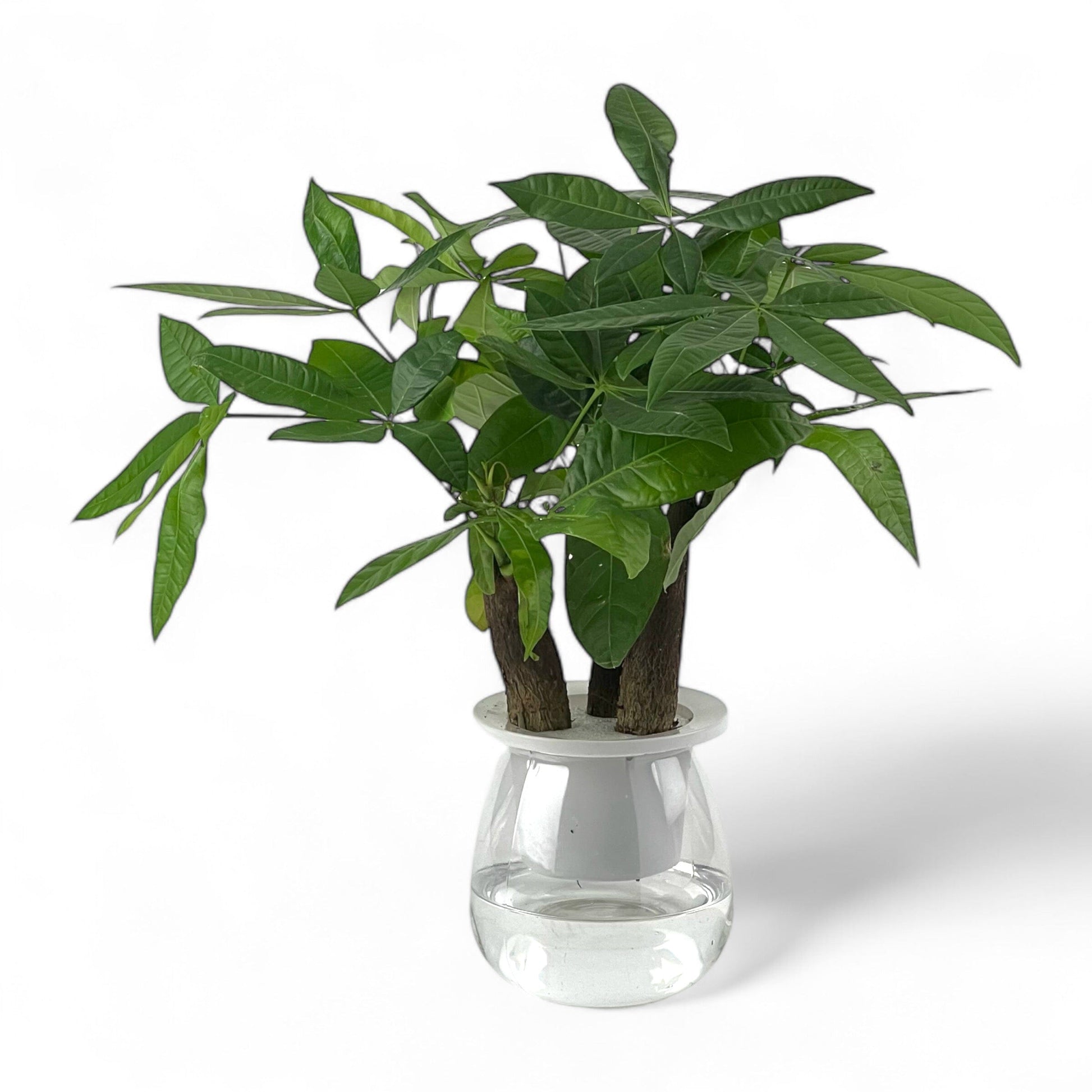 Pachira Plant | Floristika Bangsar – Floristika.com.my