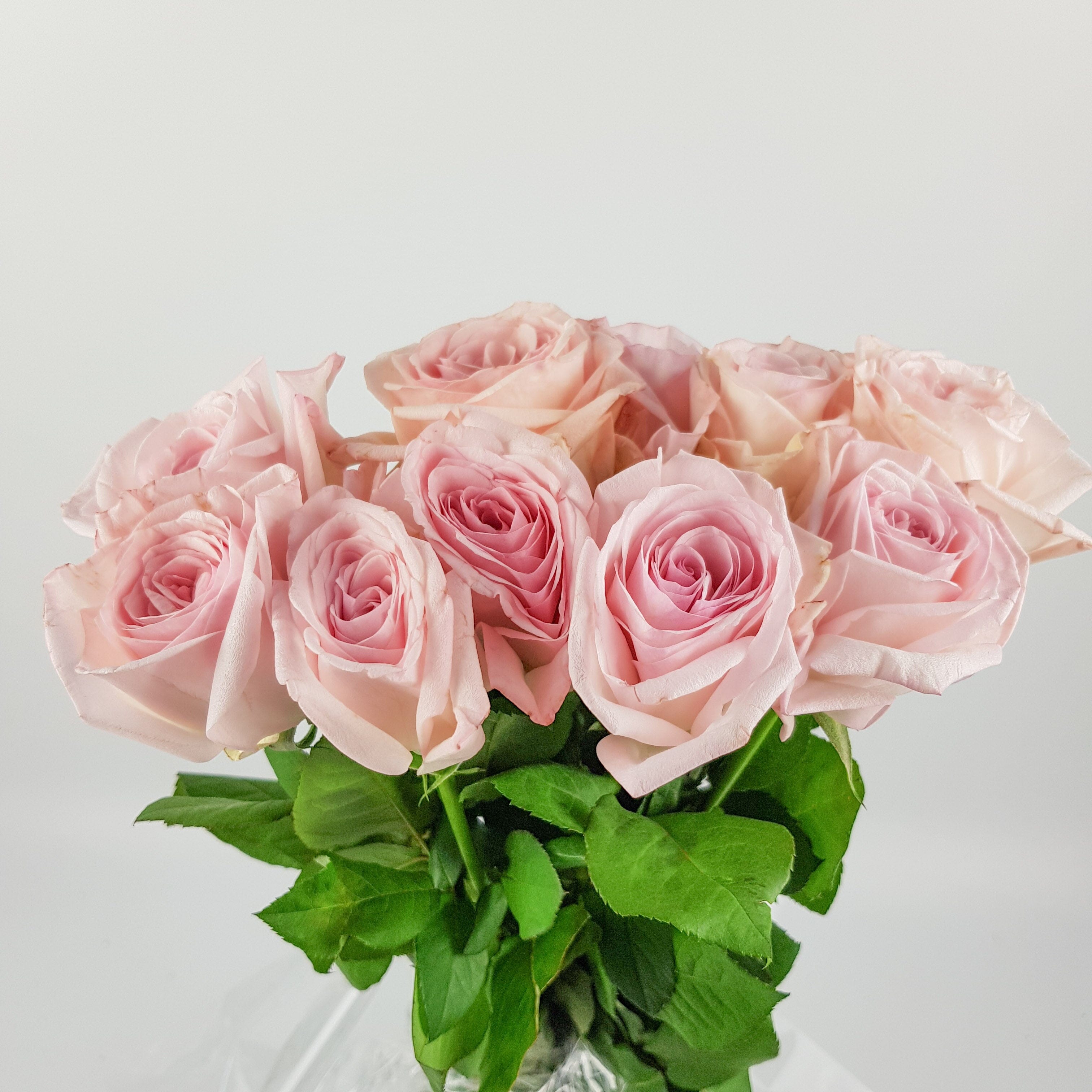 White Rose Fresh Cut Flowers | Floristika Bangsar