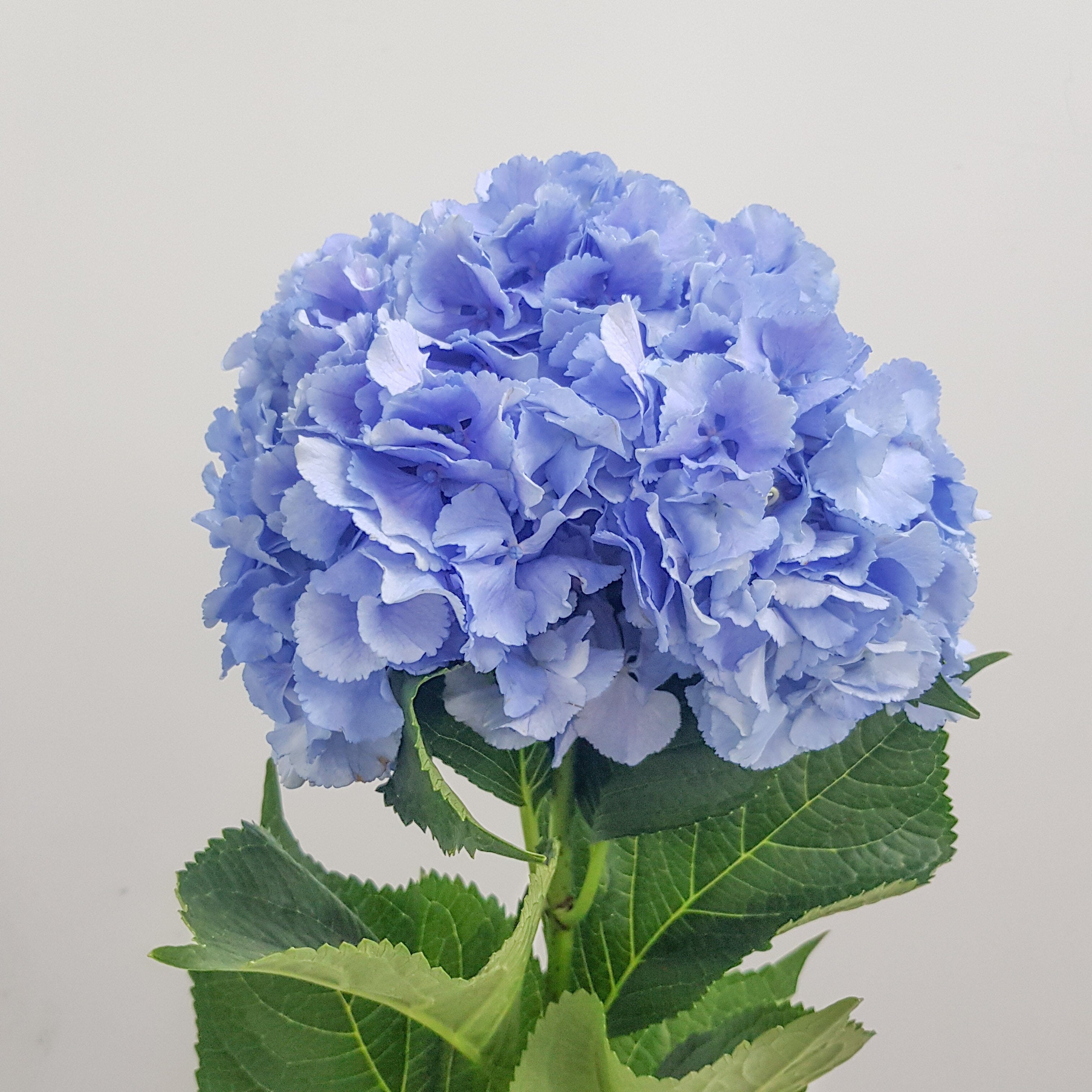 Hydrangea Bulk Purchase | Affordable Price – Floristika.com.my