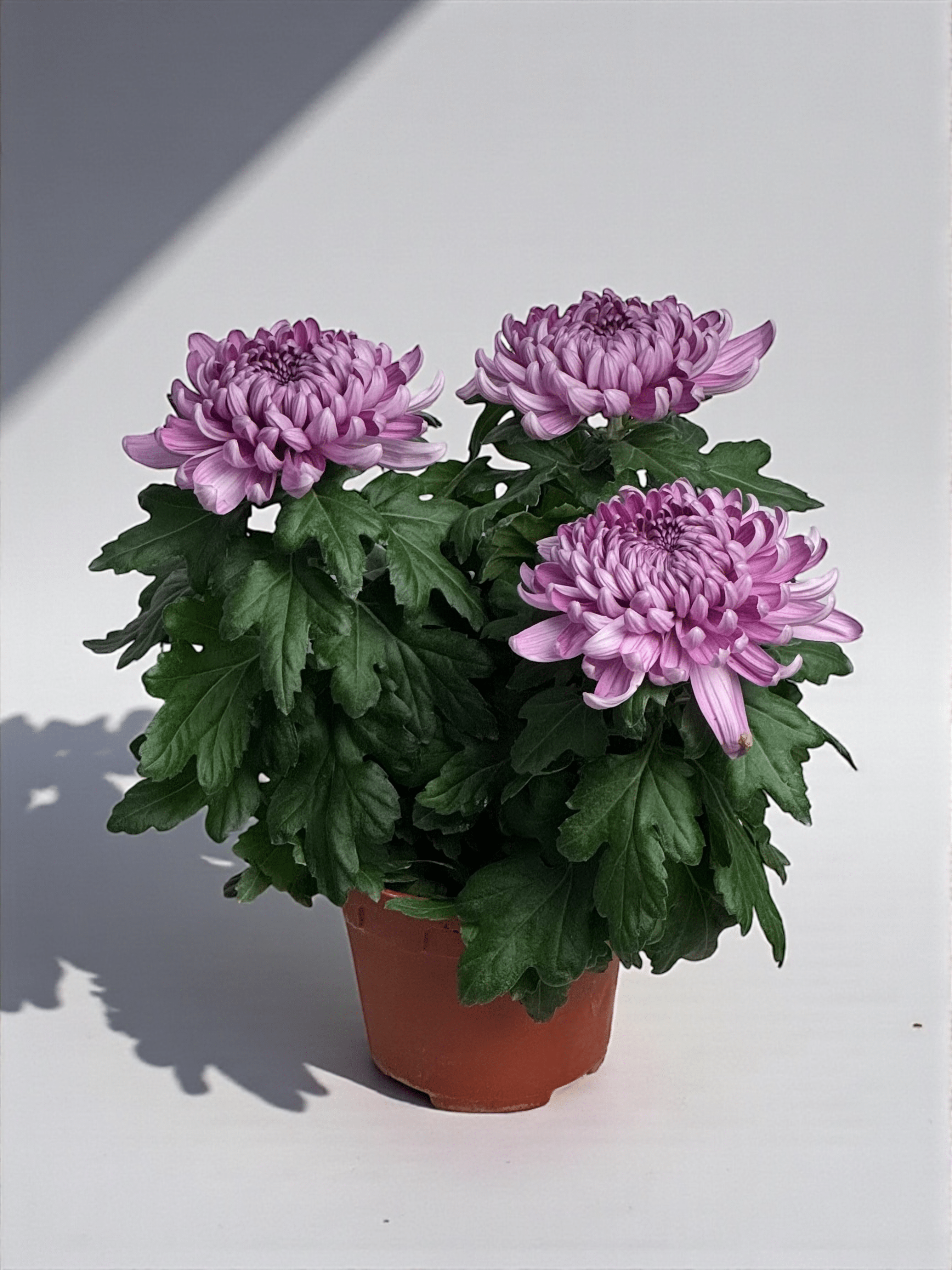 Chrysanthemum Cosmo - Purple (P150) – Floristika.com.my