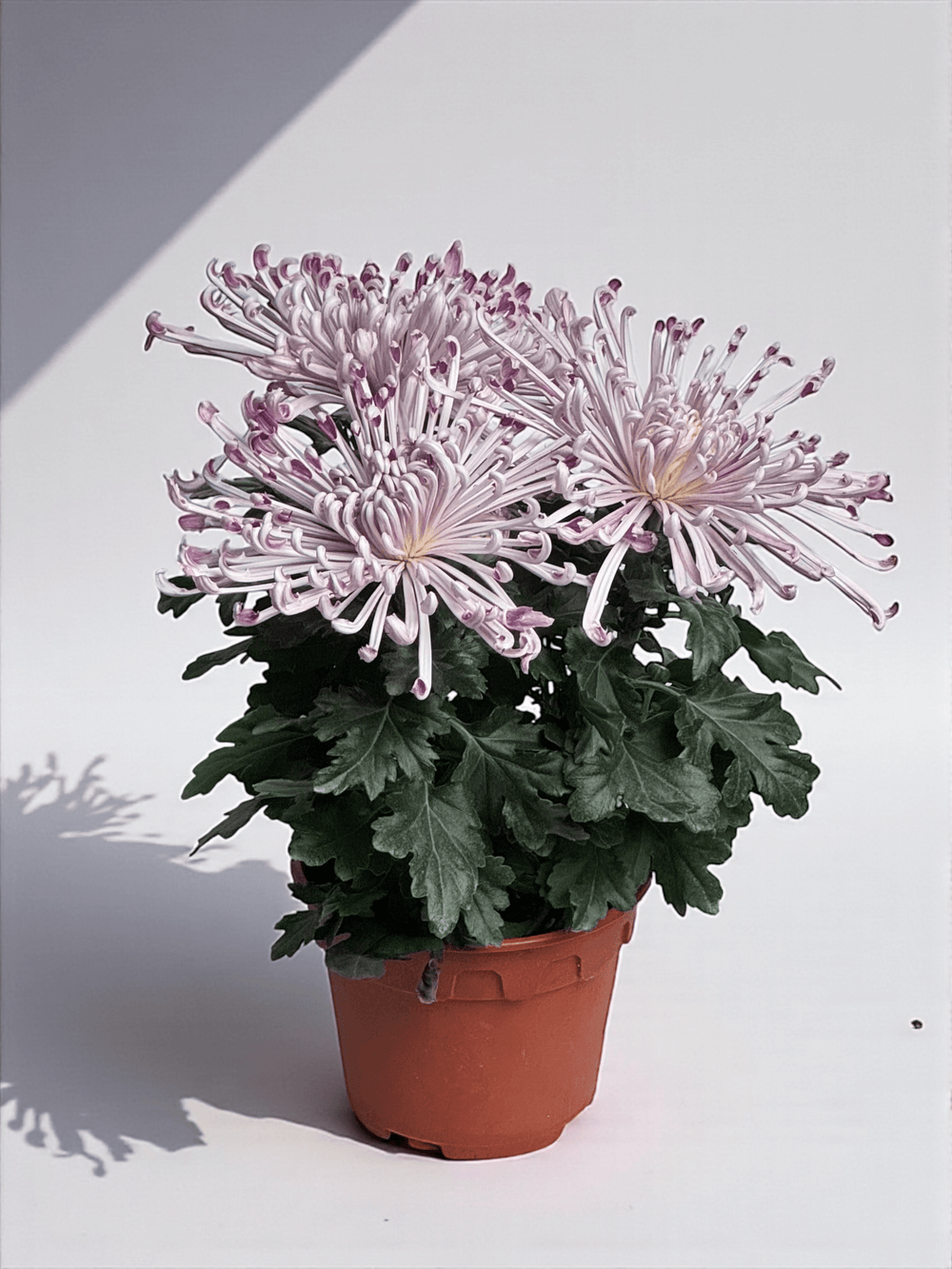 Chrysanthemum Cosmo - Light Purple (P150) – Floristika.com.my