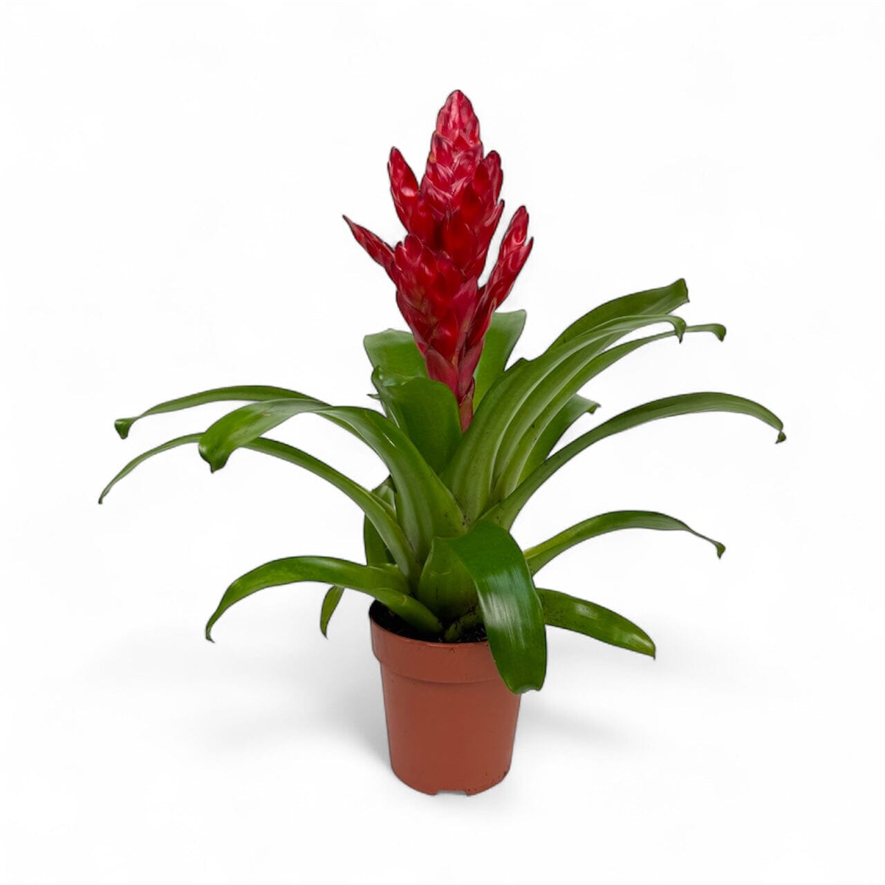 Pot Bromelia Mix Red | Bold Tropical Accent – Floristika – Floristika ...