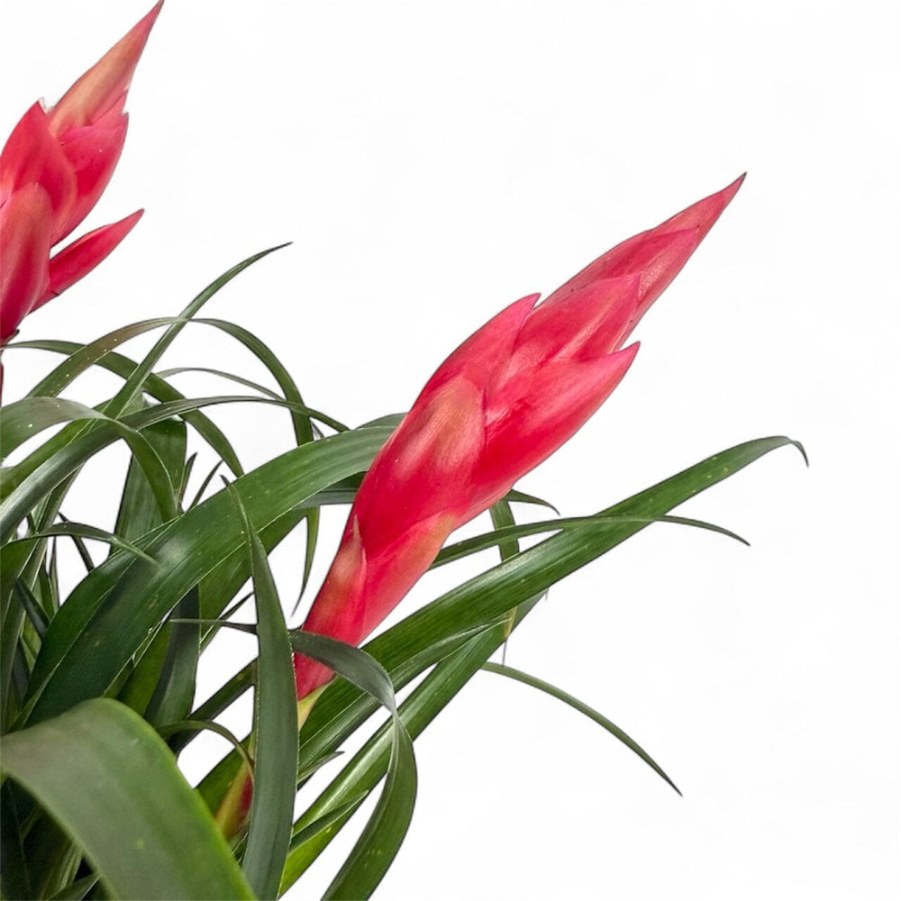 Pot Bromelia Bright Red | Bold Tropical Beauty – Floristika ...