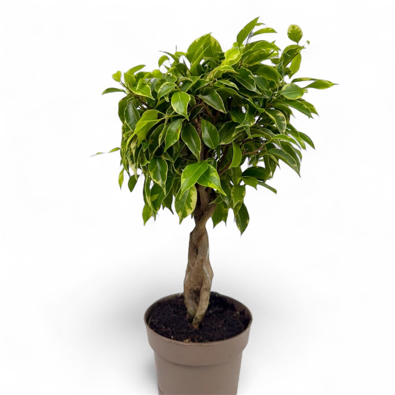 Pot Ficus Benjamina (Bushy King) | Lush Indoor Greenery – Floristika ...