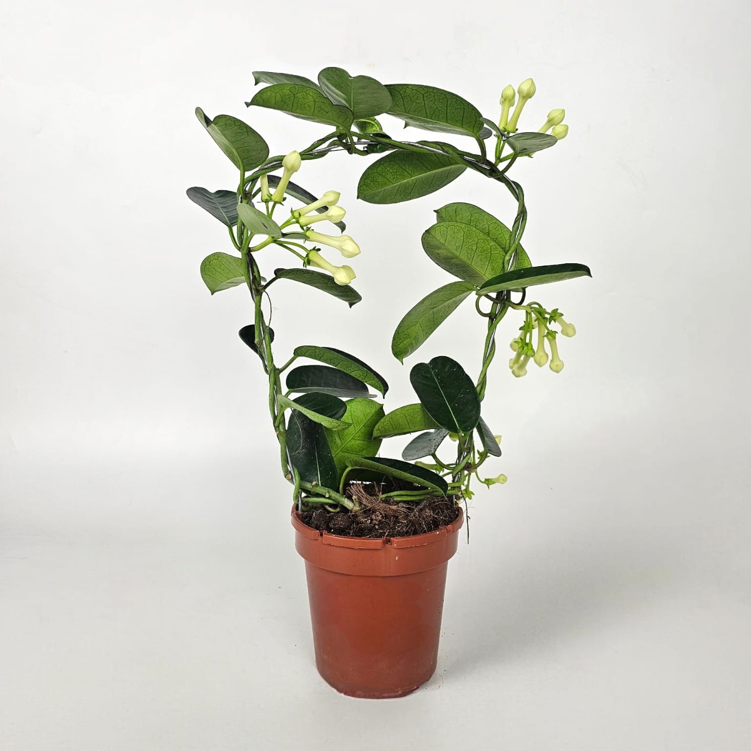 Pot Stephanotis Floribunda – Elegant Potted Plant | Floristika