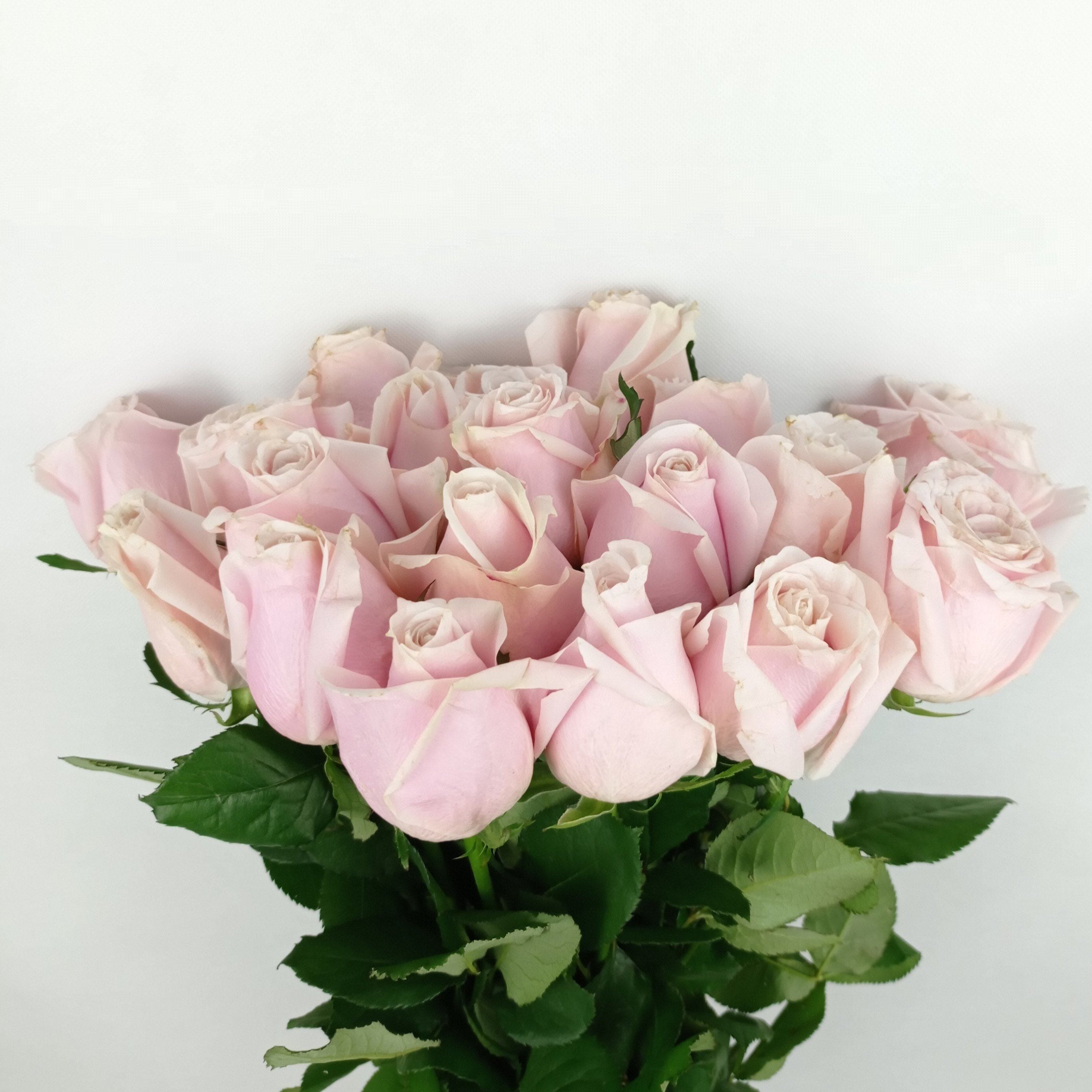Rose - Light Pink Avalanch [20 Stems] – Floristika.com.my