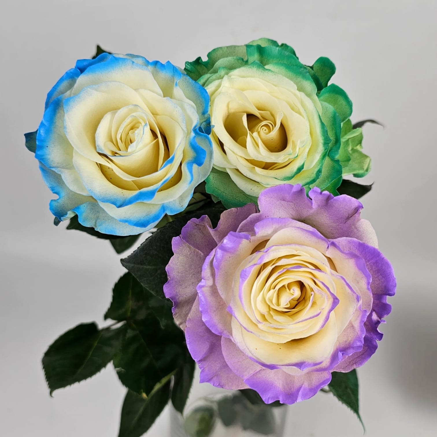 Rose Painted 50cm – Mix Fancy | Floristika – Floristika.com.my