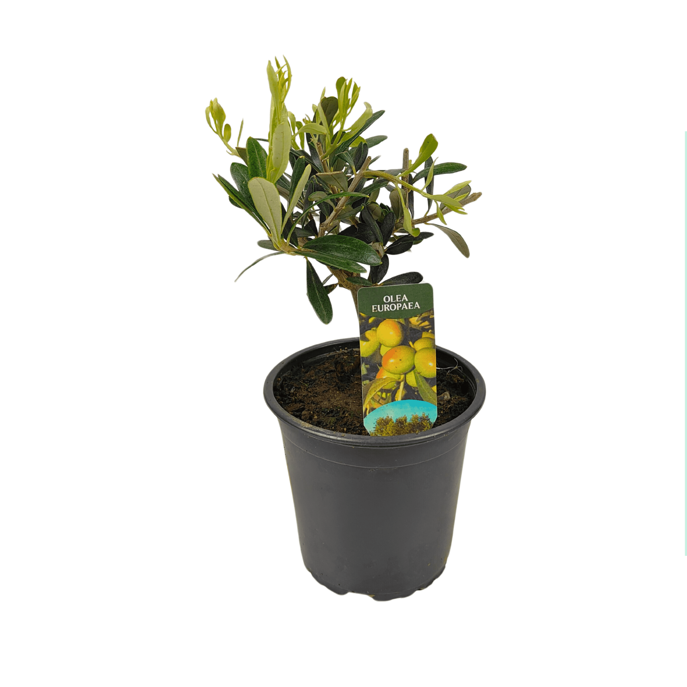 Pot Olea Europaea / Olive / Pokok Zaitun (40cm)