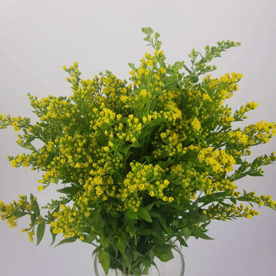 Solidago Carzan Glory – Floristika.com.my