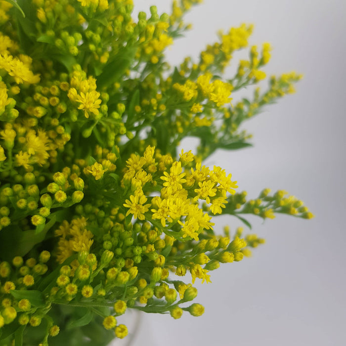 Solidago Carzan Glory (Imported)