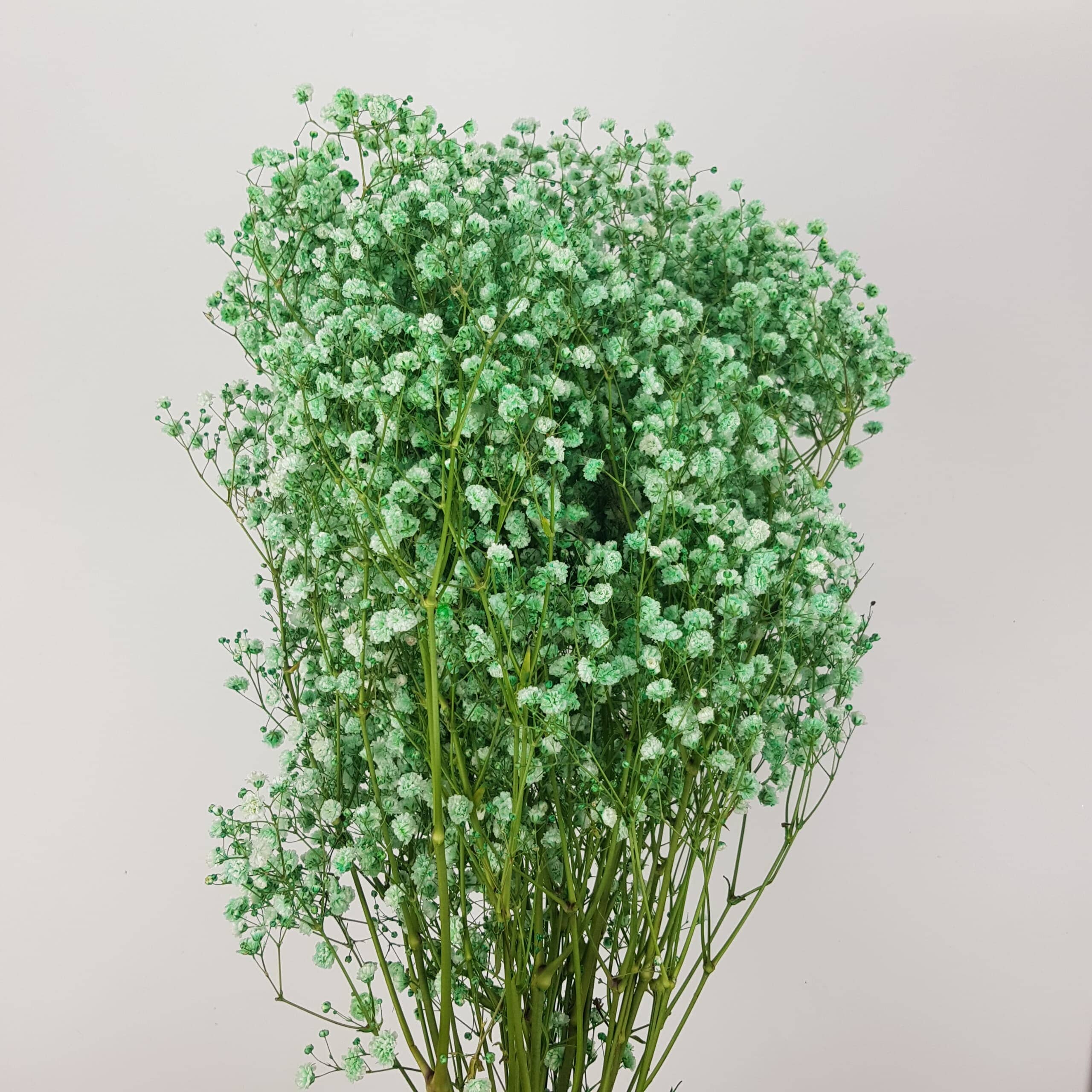 Fresh Flowers Baby's Breath | Floristika Bangsar – Floristika.com.my