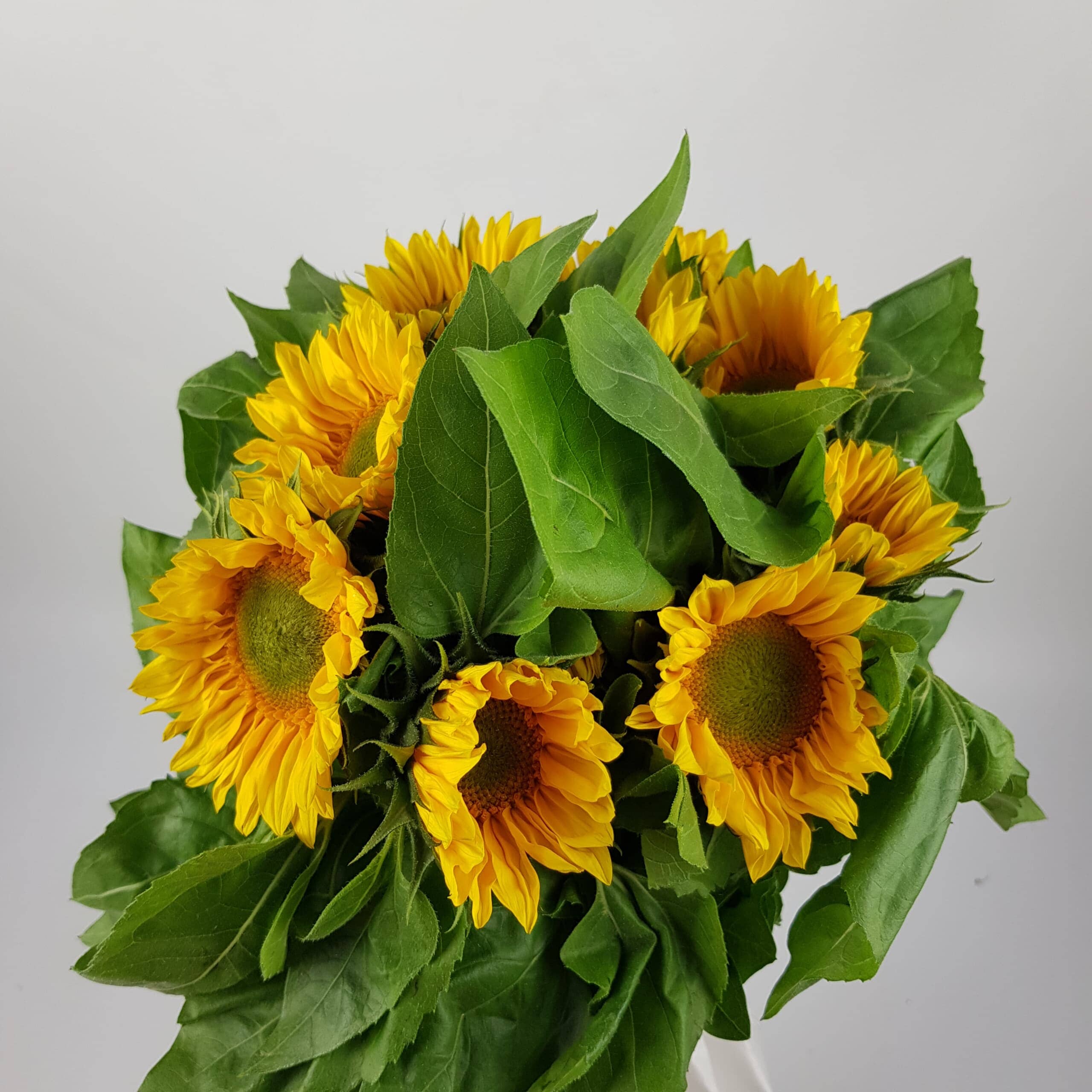 Wholesale Fresh Cut Sunflowers Malaysia | Floristika.com.my