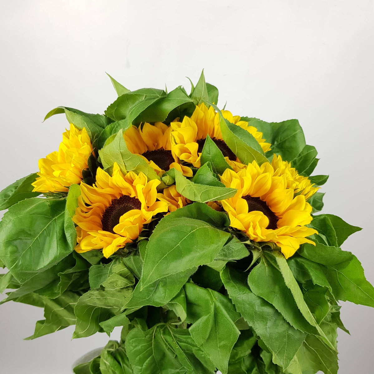Wholesale Fresh Cut Sunflowers Malaysia | Floristika.com.my