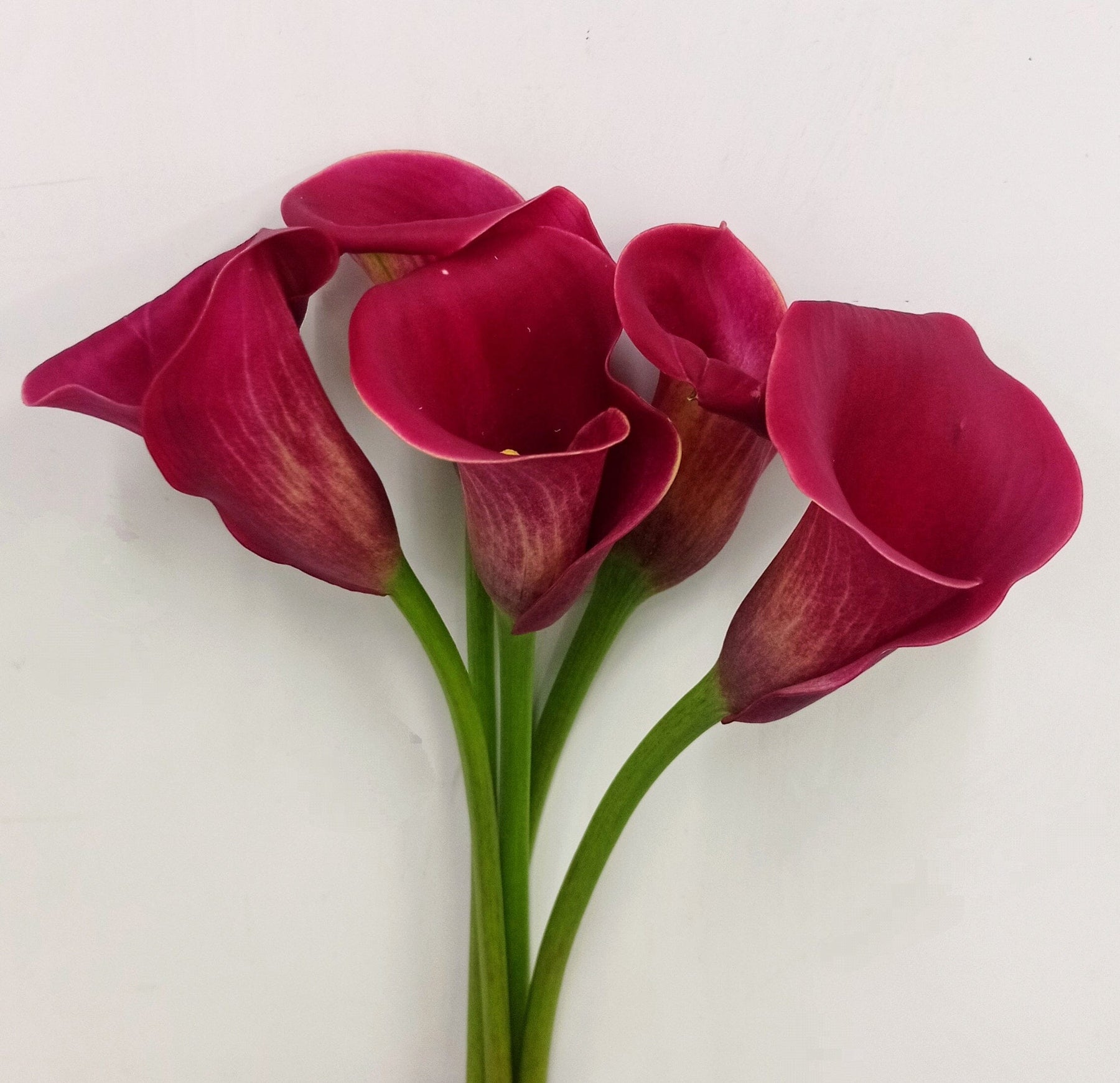 Fresh Calla Lily Flowers Malaysia | Floristika Bangsar
