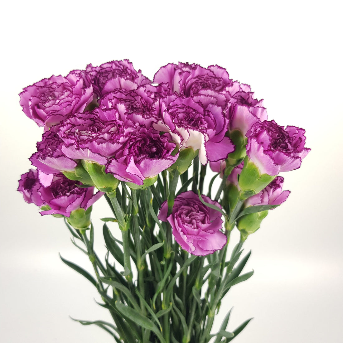 Carnations (Imported) - 2 Tone White Pink | Floristika.com.my