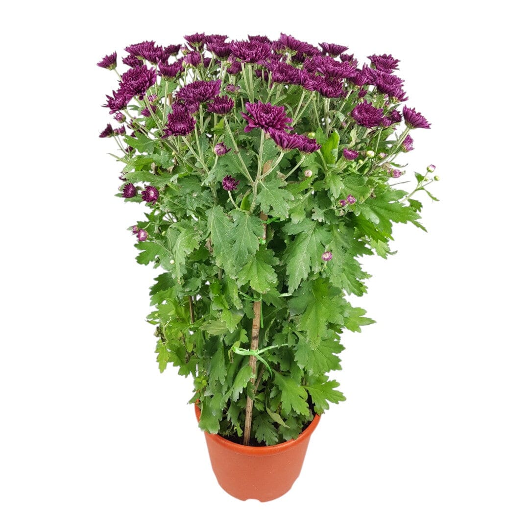 Chrysanthemum - Purple (3ft) – Floristika.com.my