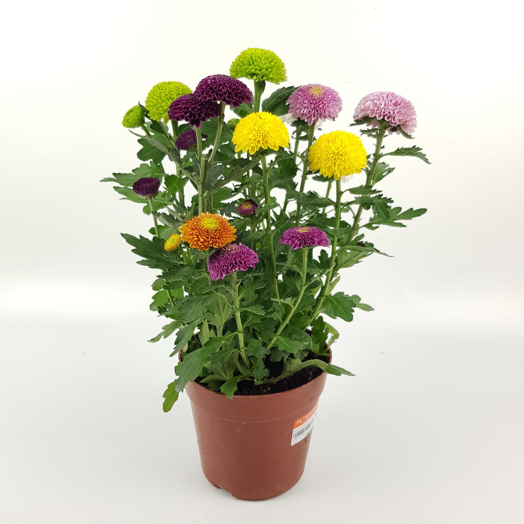 Wholesale Flower Centre | Floristika.com.my