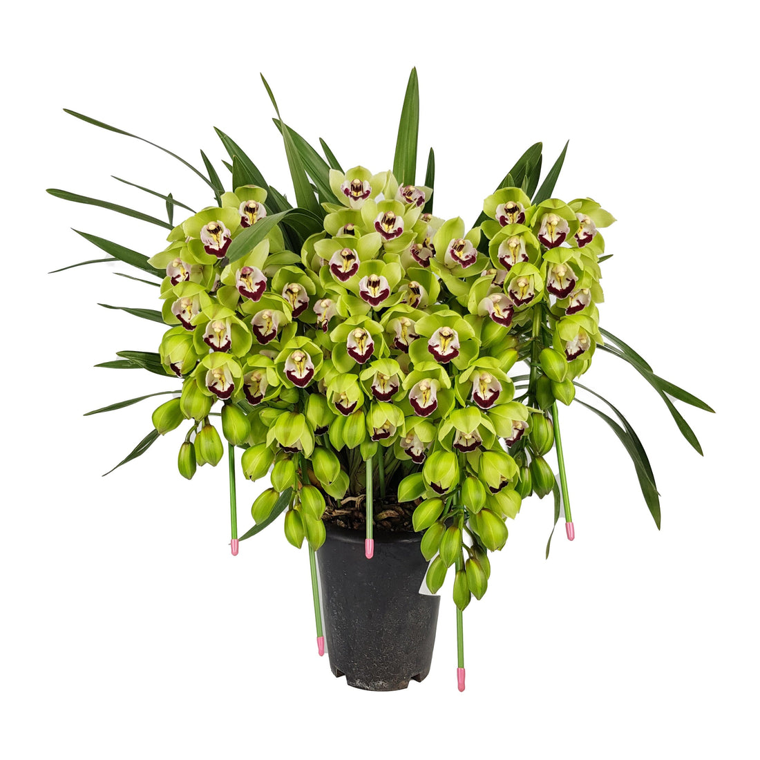 Potted Cymbidium Orchids | Floristika.com.my