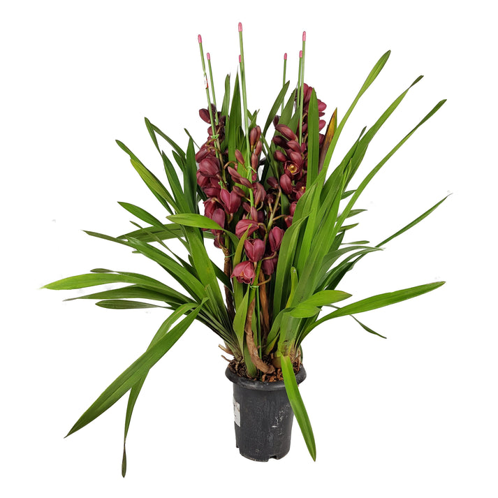 Potted Cymbidium Orchids | Floristika.com.my