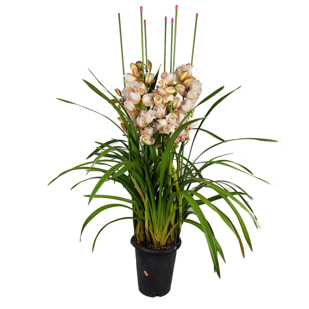Potted Cymbidium Orchids | Floristika.com.my