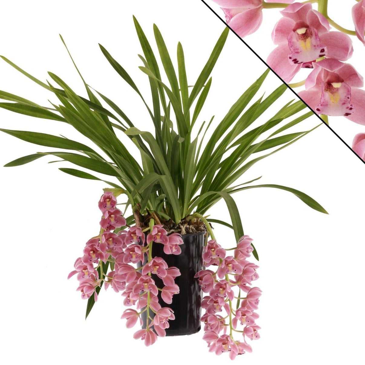 Cymbidium Sakura Plant | Buy online at Floristika.com.my