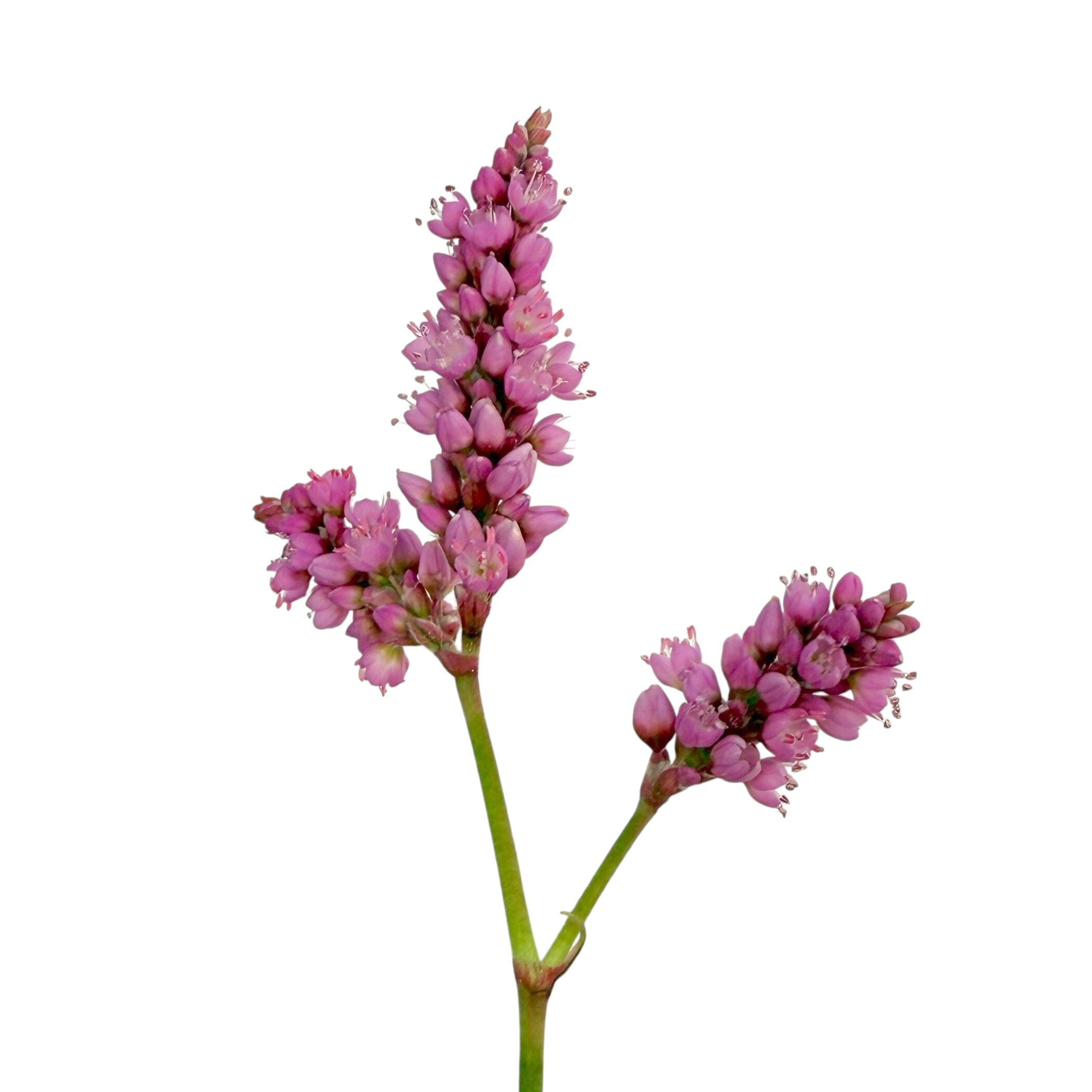 Buy Erica Fresh Cut Flowers Online | Floristika