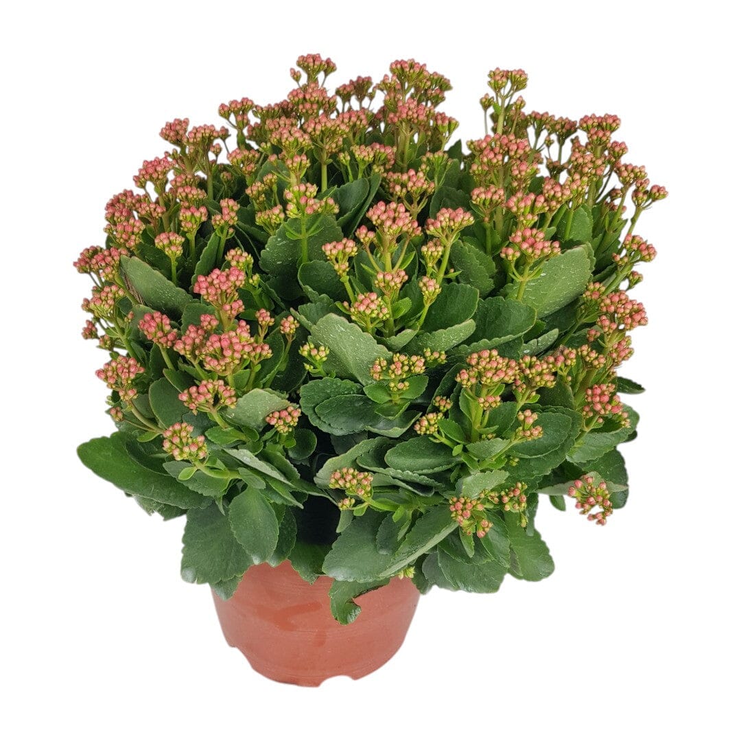Kalanchoe - Pink (50cm) – Floristika.com.my