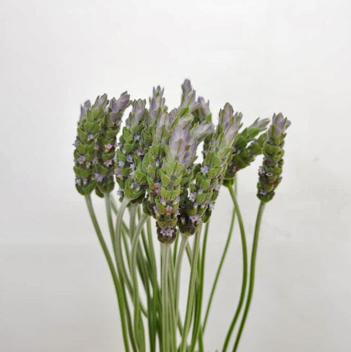 Fresh Cut Lavender | Floristika Bangsar