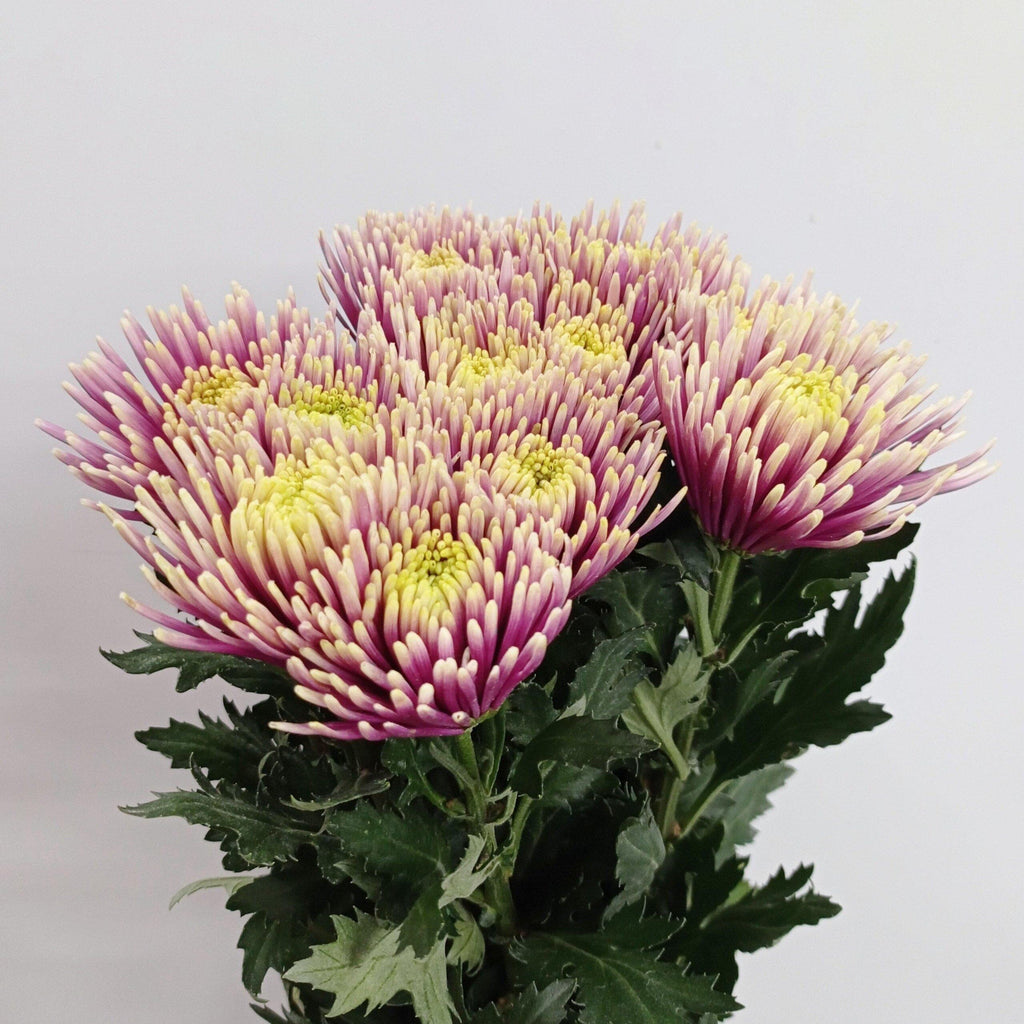Wholesale Fresh Cut Flowers and Plants | Floristika.com.my