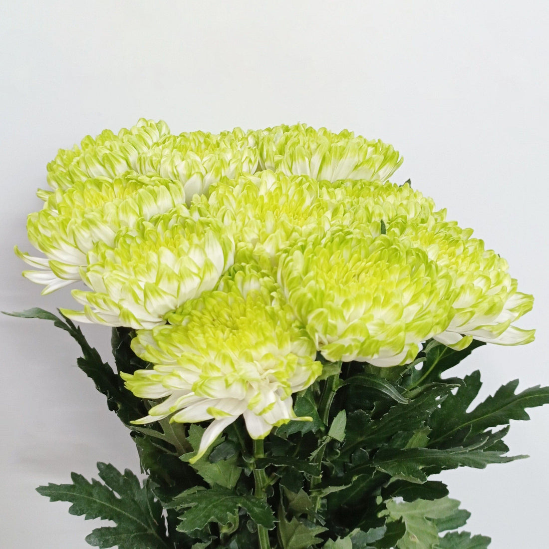 Mum Net - 2 Tone White Green – Floristika.com.my