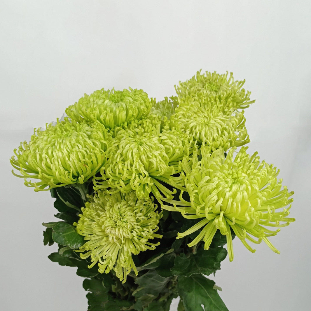 Wholesale Flowers Malaysia | Local & Import Fresh Cut Flower – Page 2 ...
