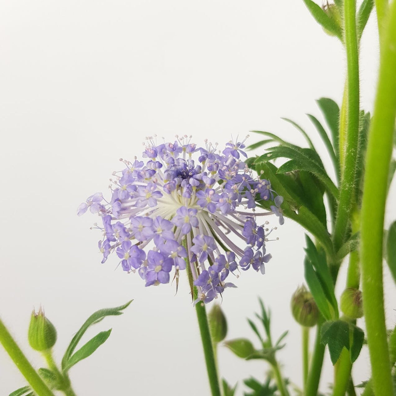 Trachymene | Blue Lace Flower | Floristika.com.my