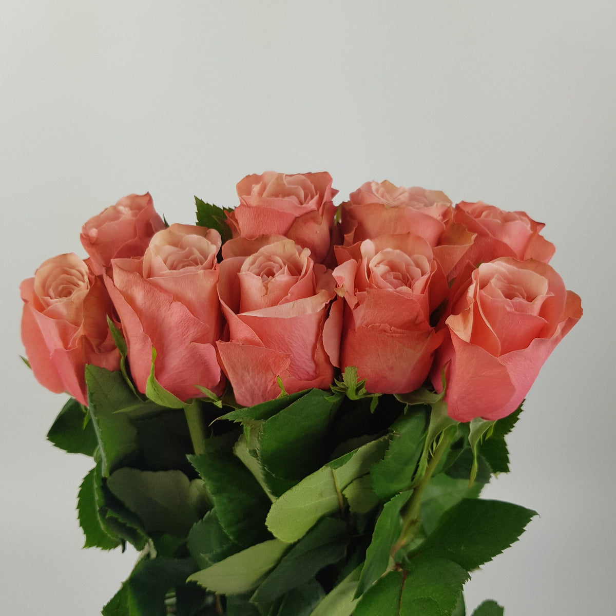 Rose Kahala 40cm - 2 Tone Peach Brown