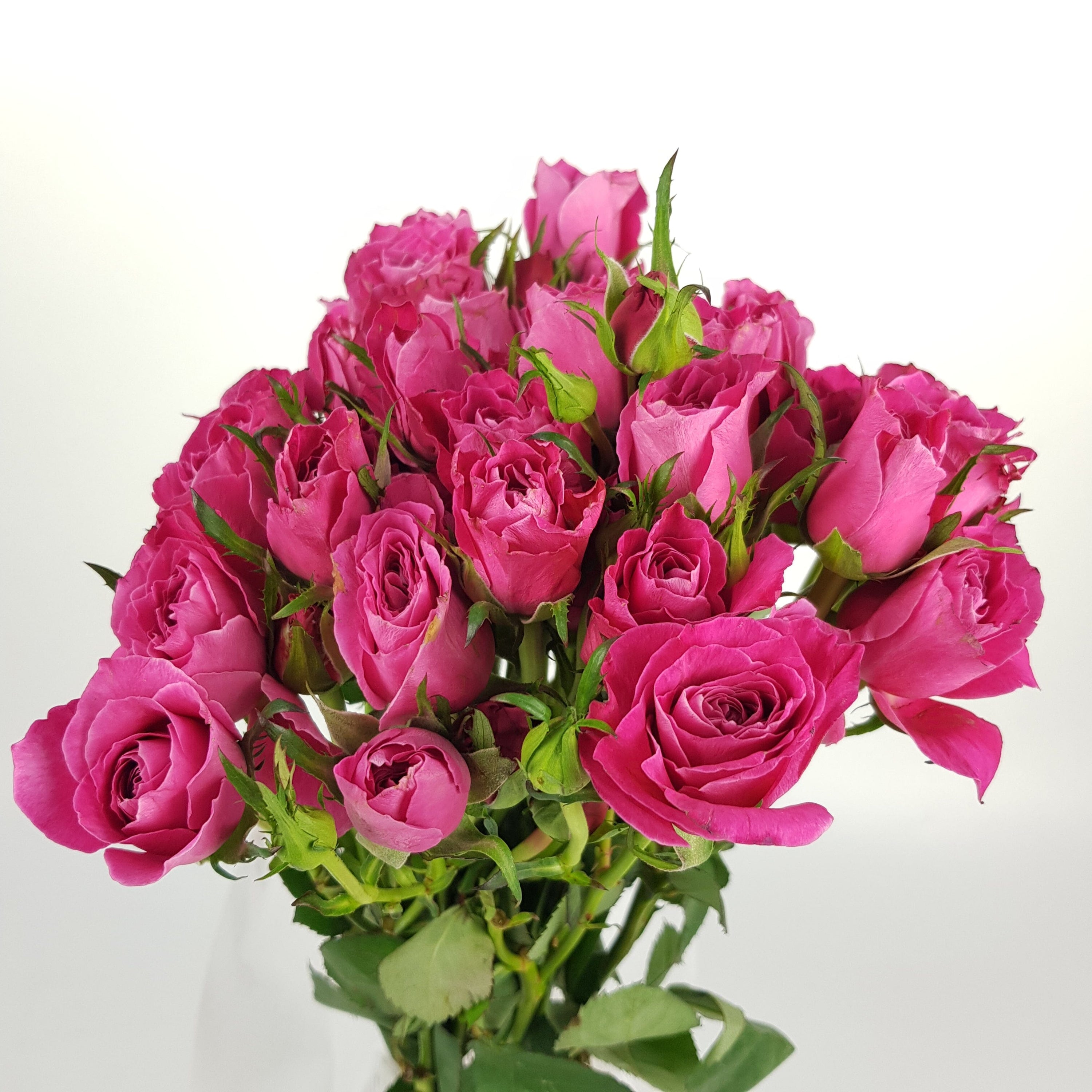 Wholesale Fresh Cut Roses | Floristika Bangsar