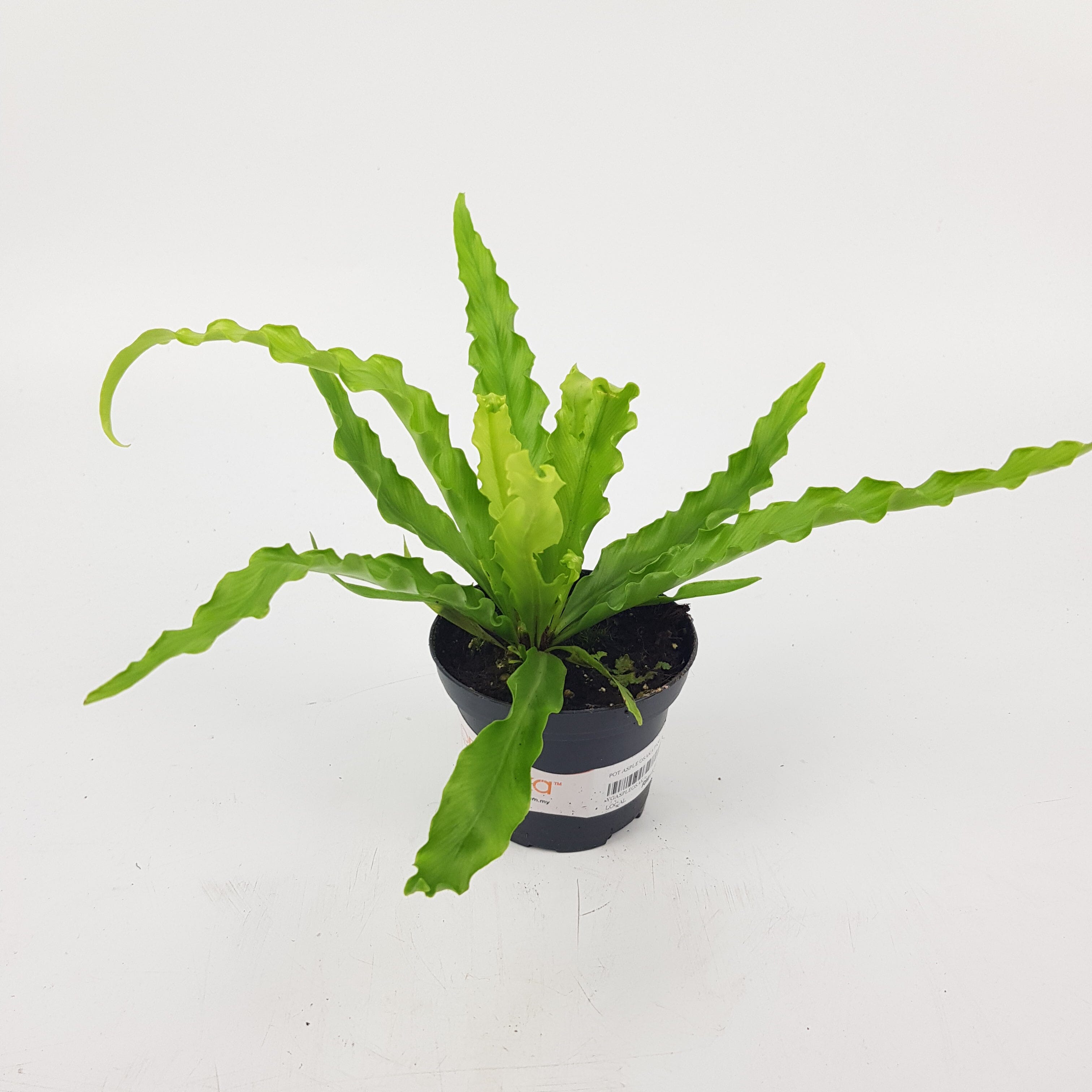 Transform Your Space with Asplenium: Shop Indoor & Outdoor