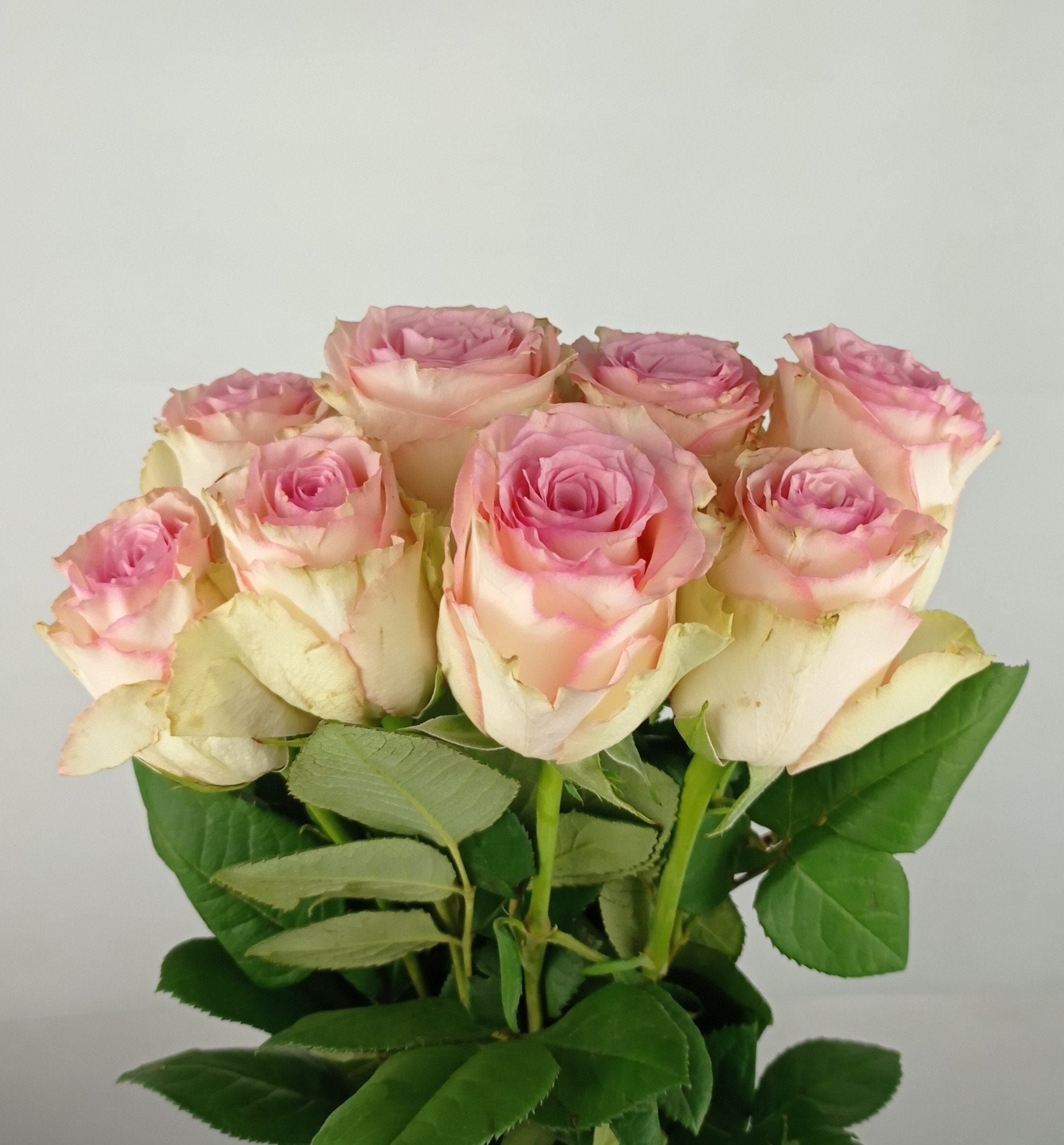 Rose 50cm Pink Mondial (Imported) - Light Pink [25 Stems] – Floristika ...