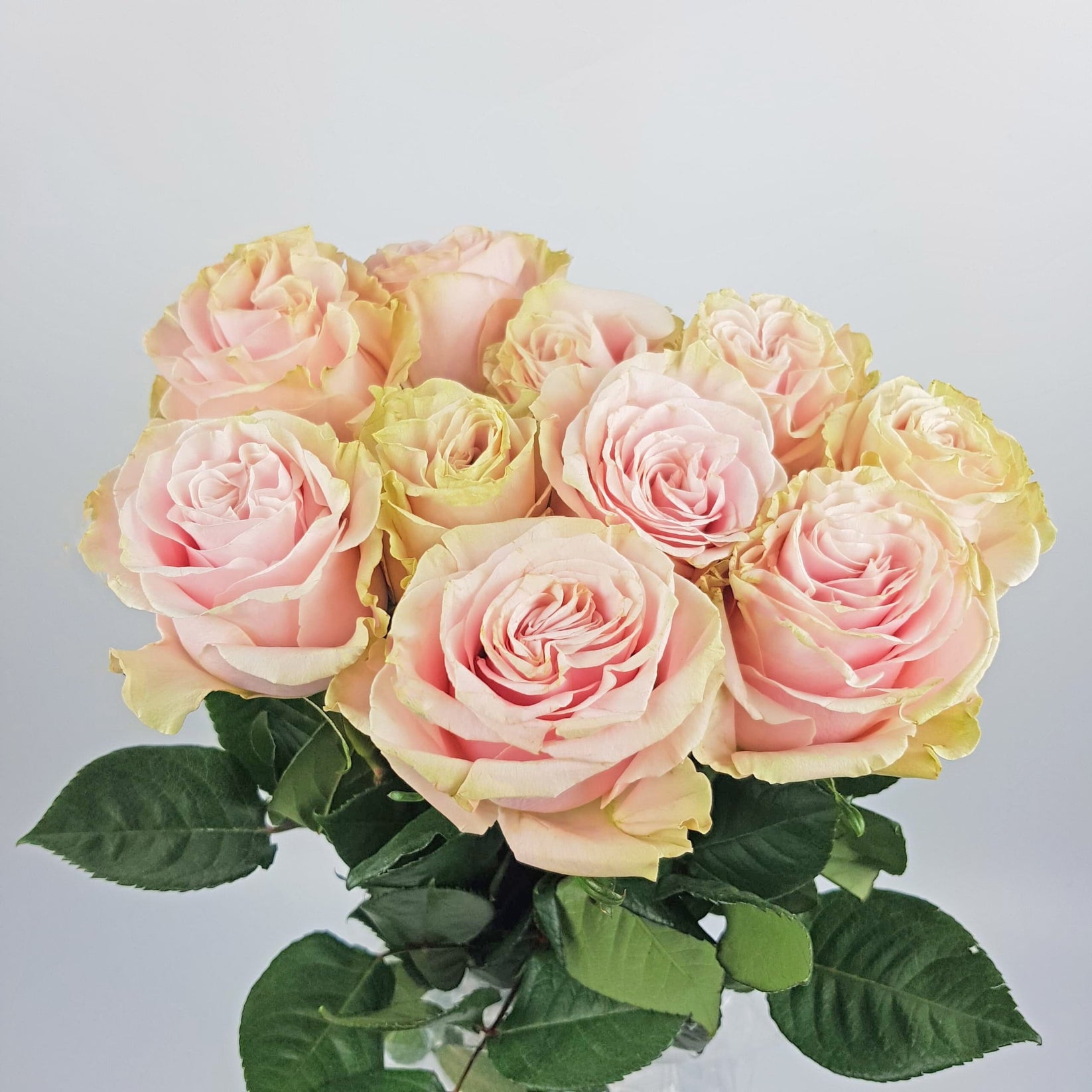 Imported Fresh Cut Roses | Floristika Flower Wholesaler KL – Floristika ...