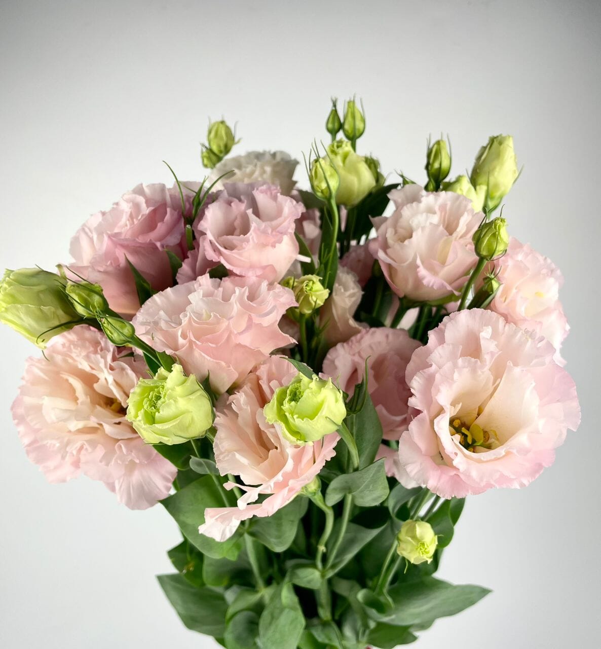 Eustoma - Salmon Pink (600g) – Floristika.com.my