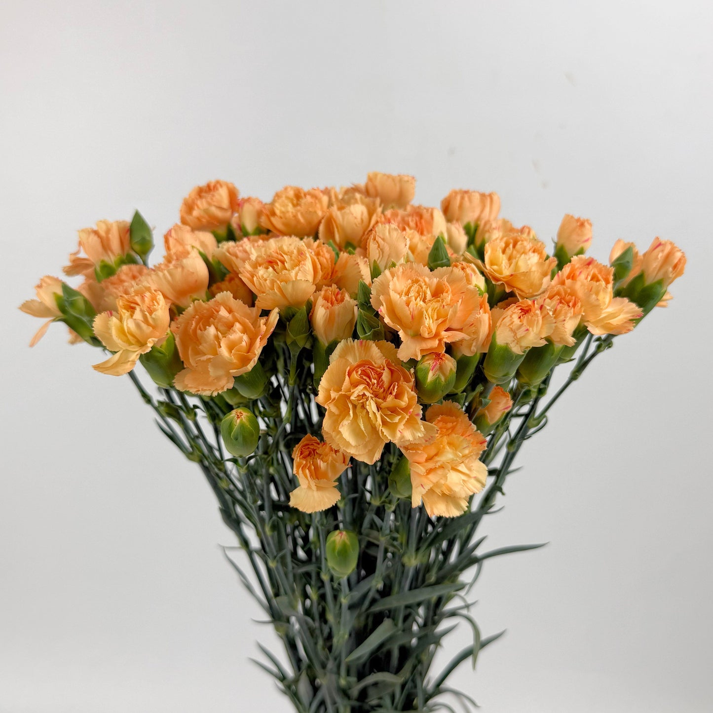 Spray Carnation (Imported) - 2 Tone Yellow Orange | Floristika.com.my