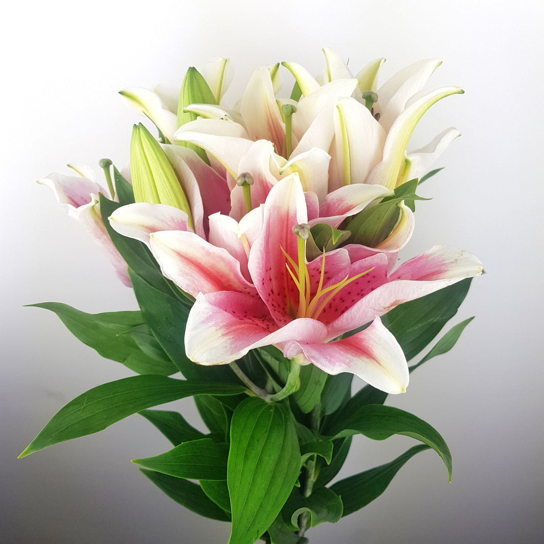 Buy Fresh Cut Lilies Flower Bouquets in Malaysia | Floristika