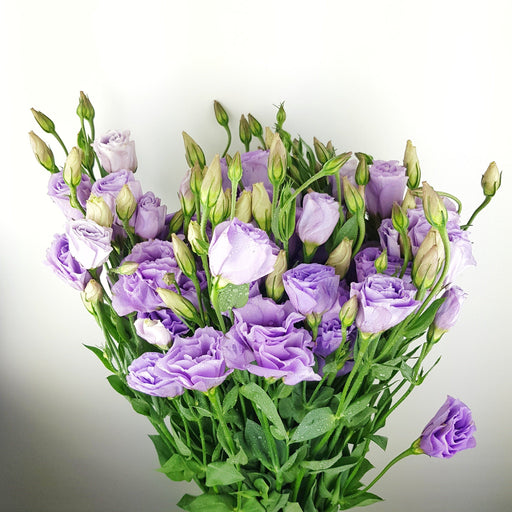 Eustoma Malaysia | Eye-Catching Blooms At Wholesale Prices