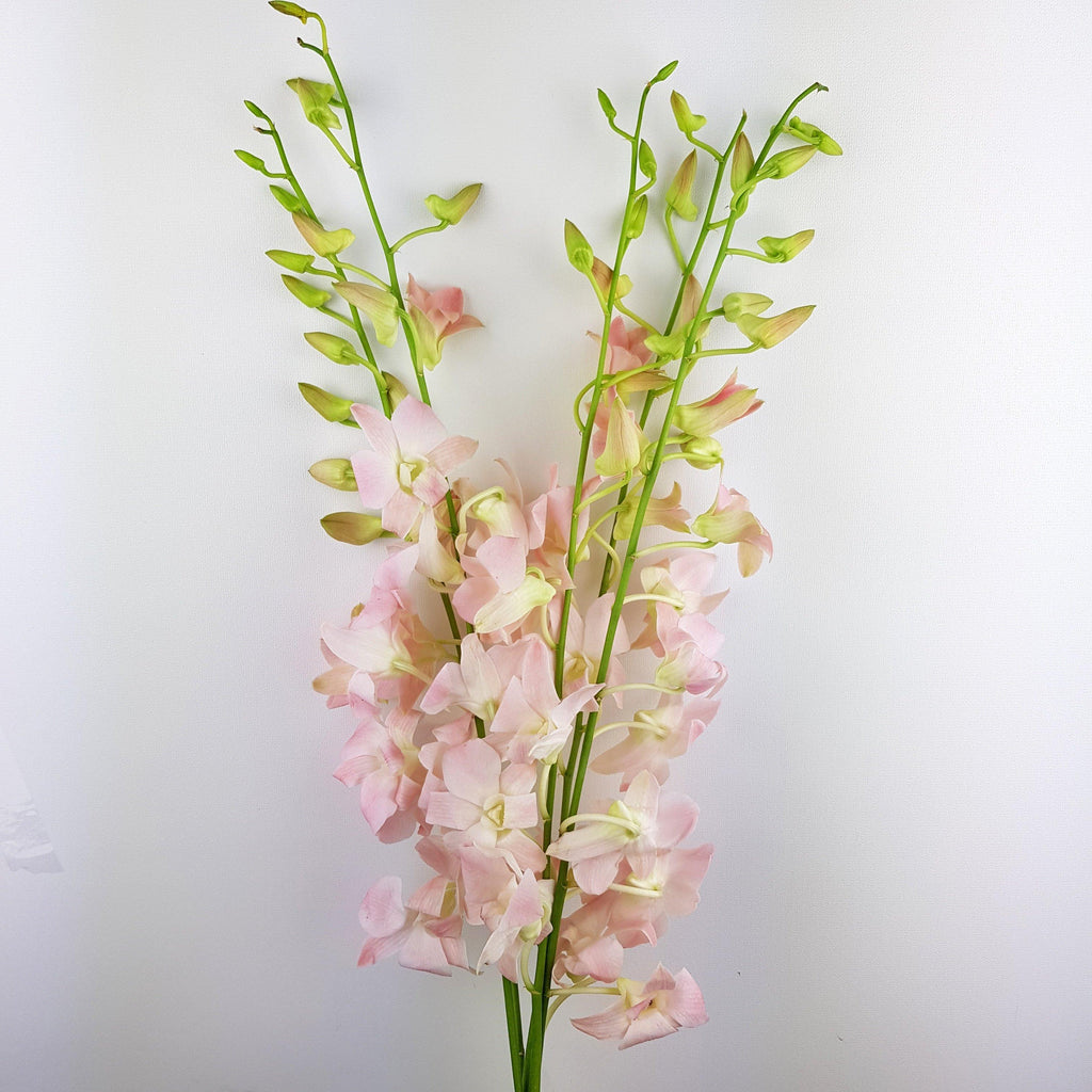 Orchid Flower Malaysia | Fresh Cut Orchid At Wholesale Price