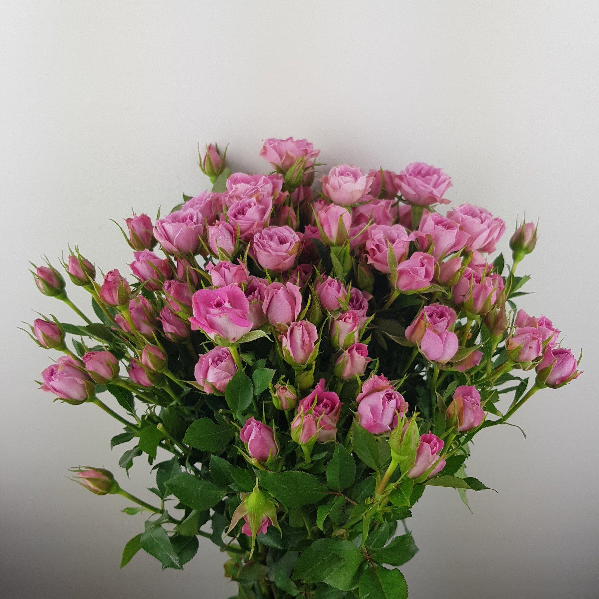 Wholesale Flowers Malaysia | Local & Import Fresh Cut Flower