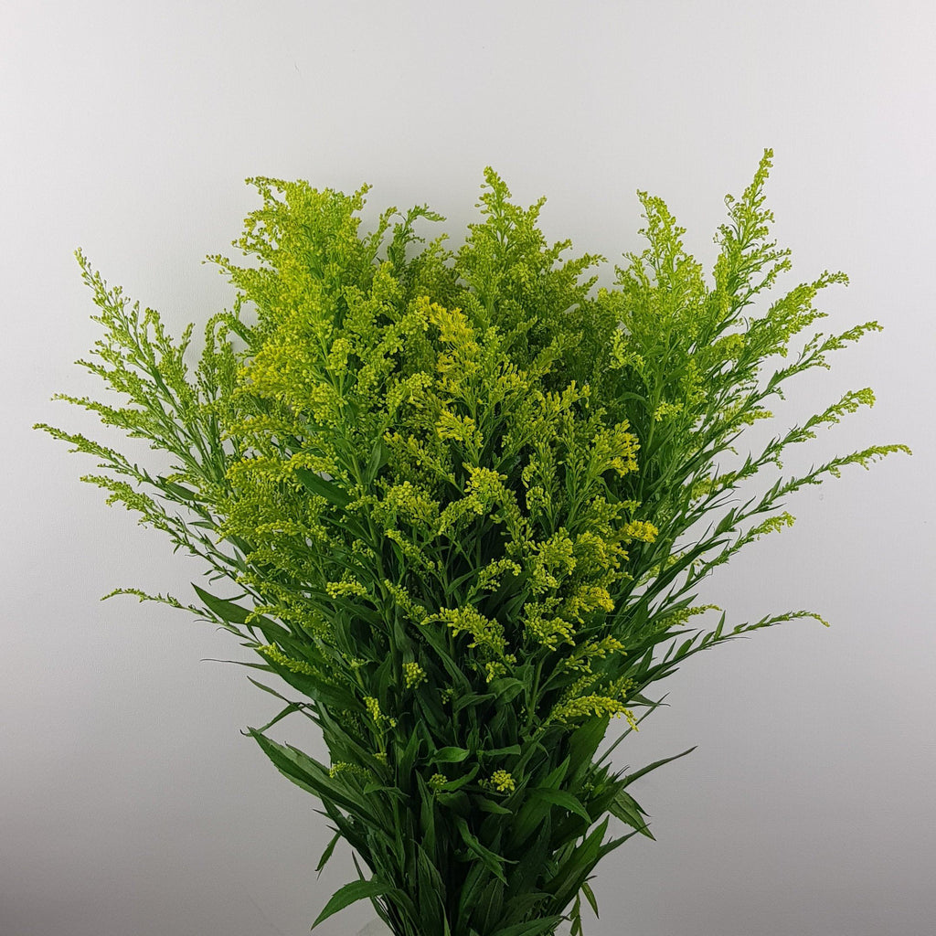 Wholesale Flowers Malaysia | Local & Import Fresh Cut Flower