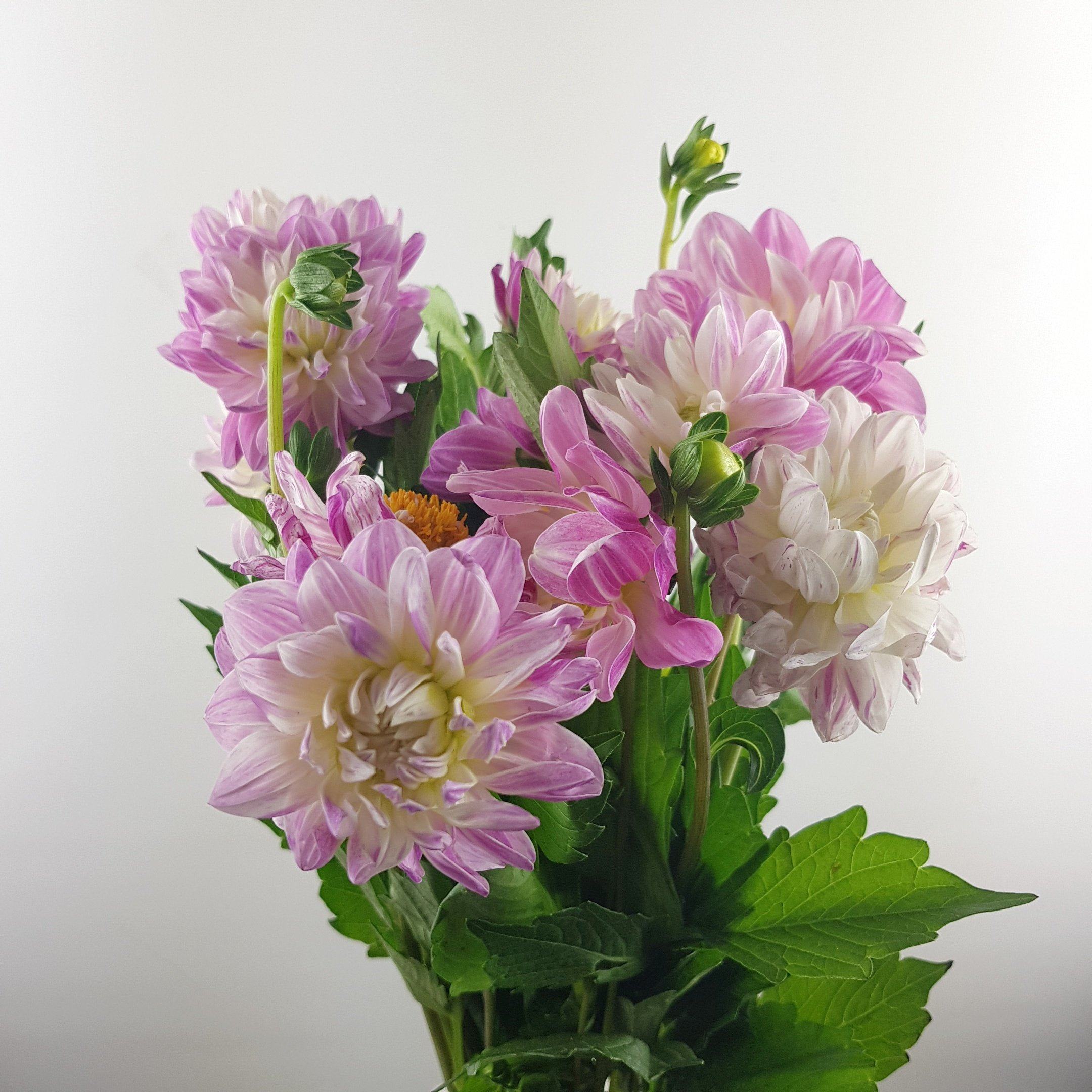 Fresh Cut Flowers - Dahlia | Floristika Bangsar