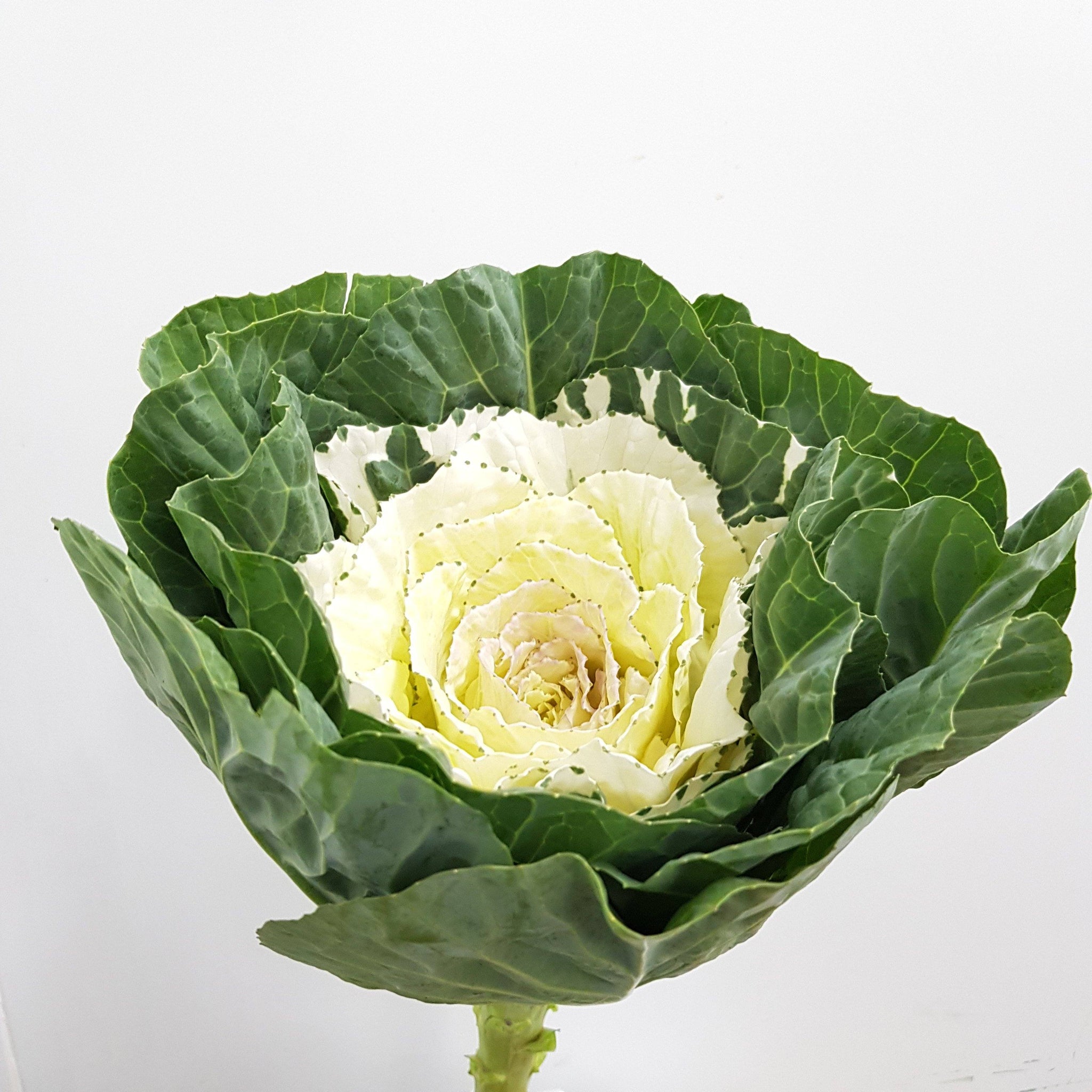 Wholesale Flowers Malaysia | Local & Import Fresh Cut Flower