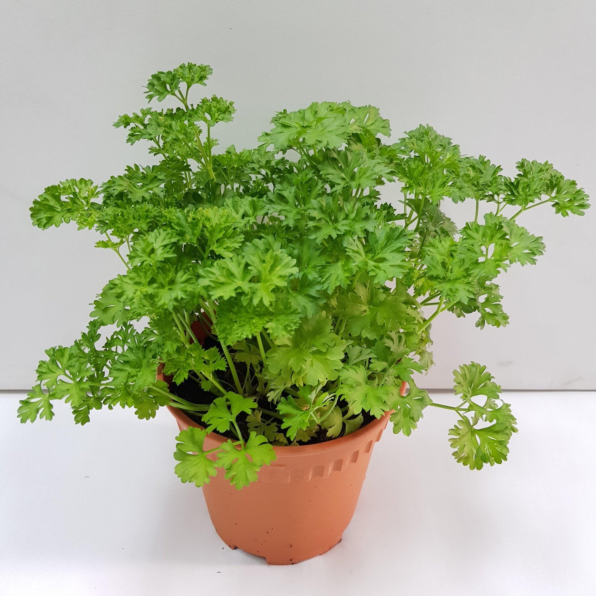 Potted Plants Malaysia | Wholesale Prices | Delivery Available — Page 3