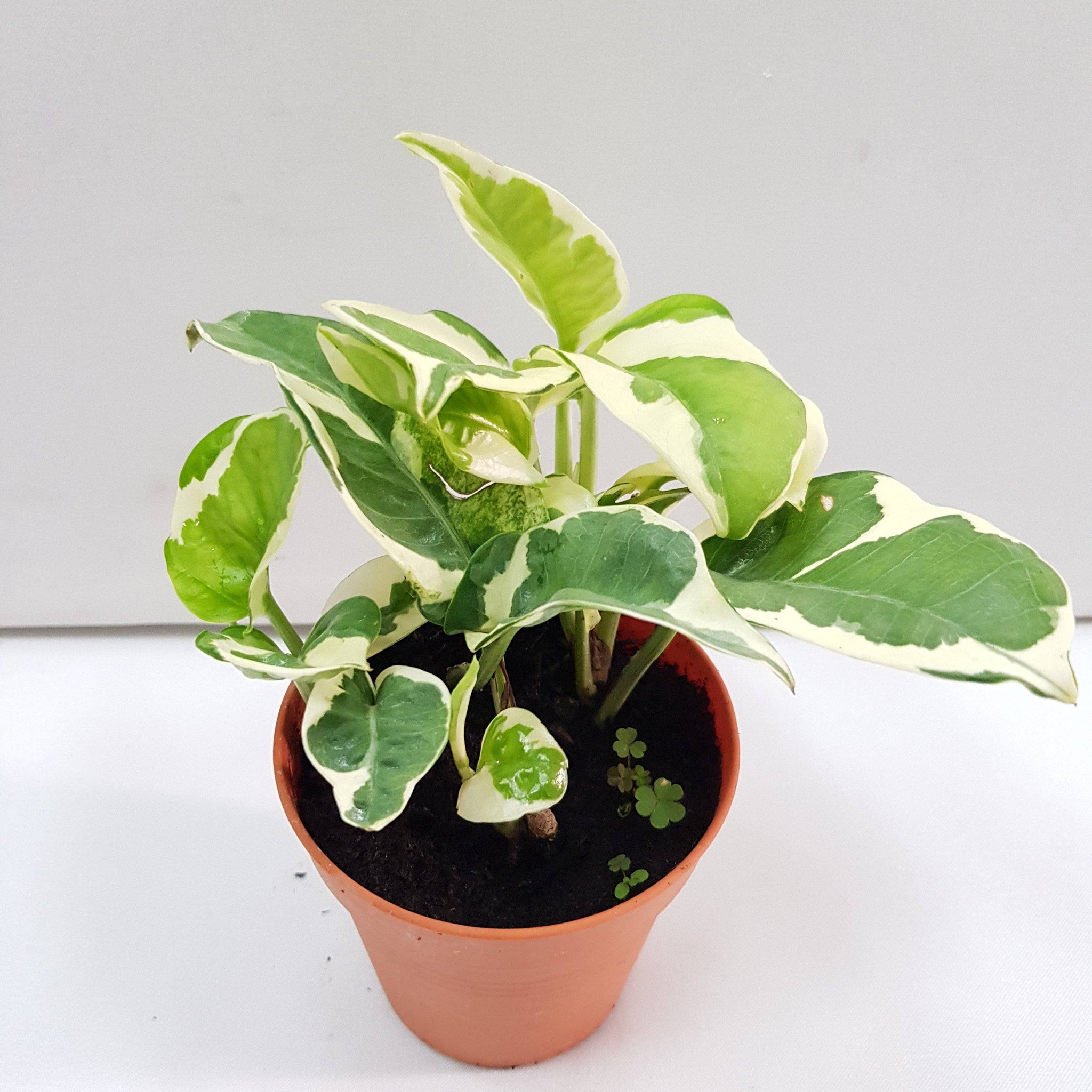 Small Potted Plants | Indoor Plants | Floristika Malaysia